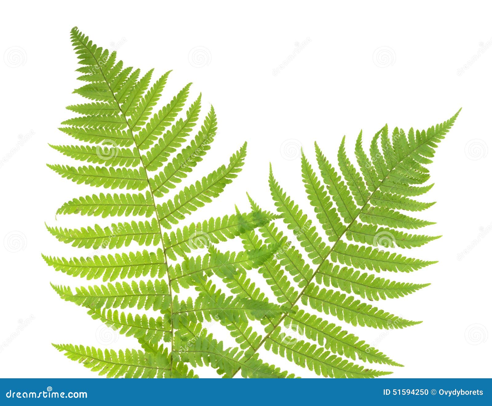 Ferns Isolated on White, Cutout Stock Photo - Image of plant, natural ...