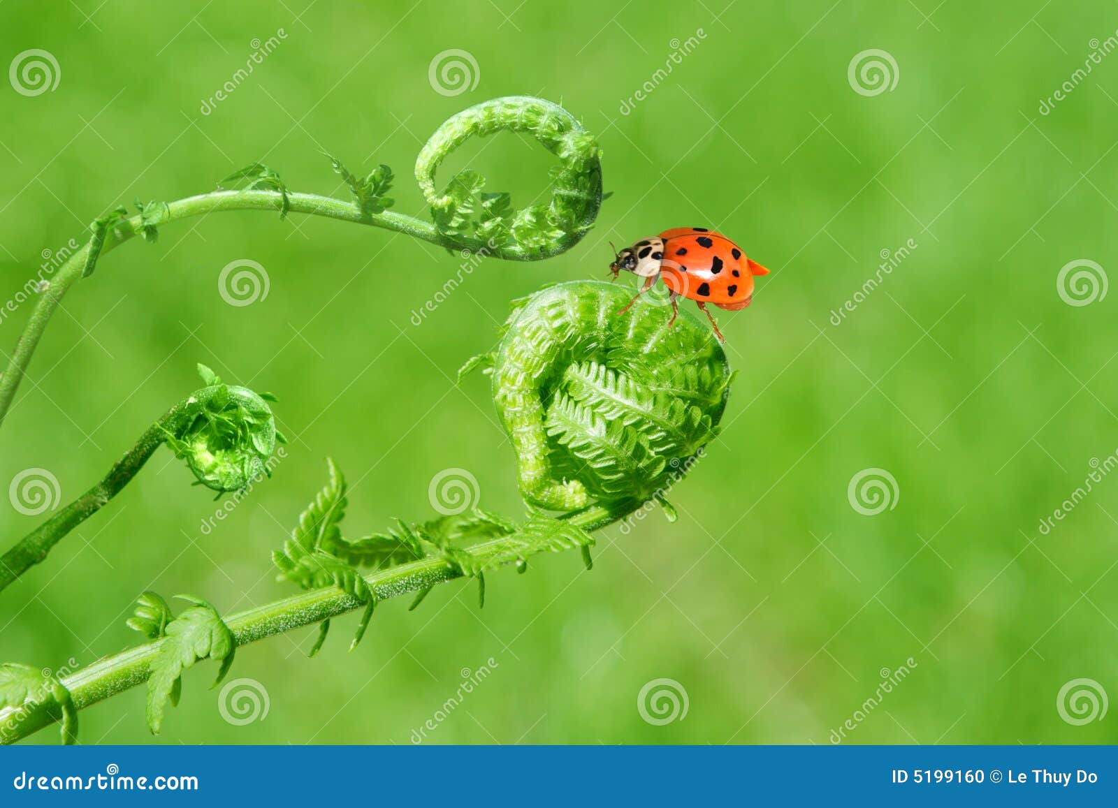 Ferns and lady bug stock photo. Image of life, lady, close - 5199160