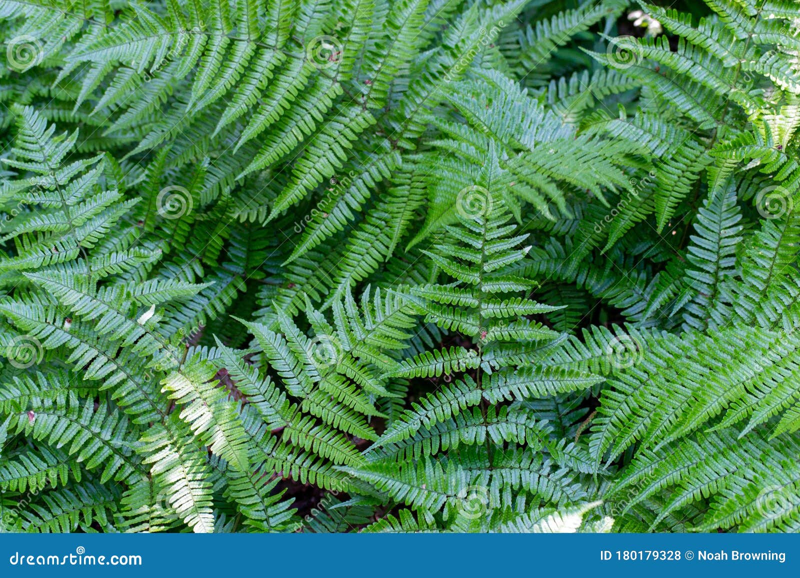 Ferns stock photo. Image of nature, vibrant, plants - 180179328