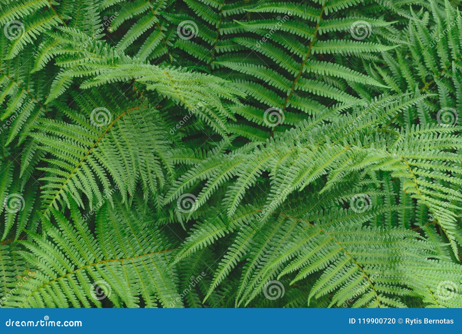 Ferns Leaves Green Foliage in Soft Colors Background Surface Stock ...
