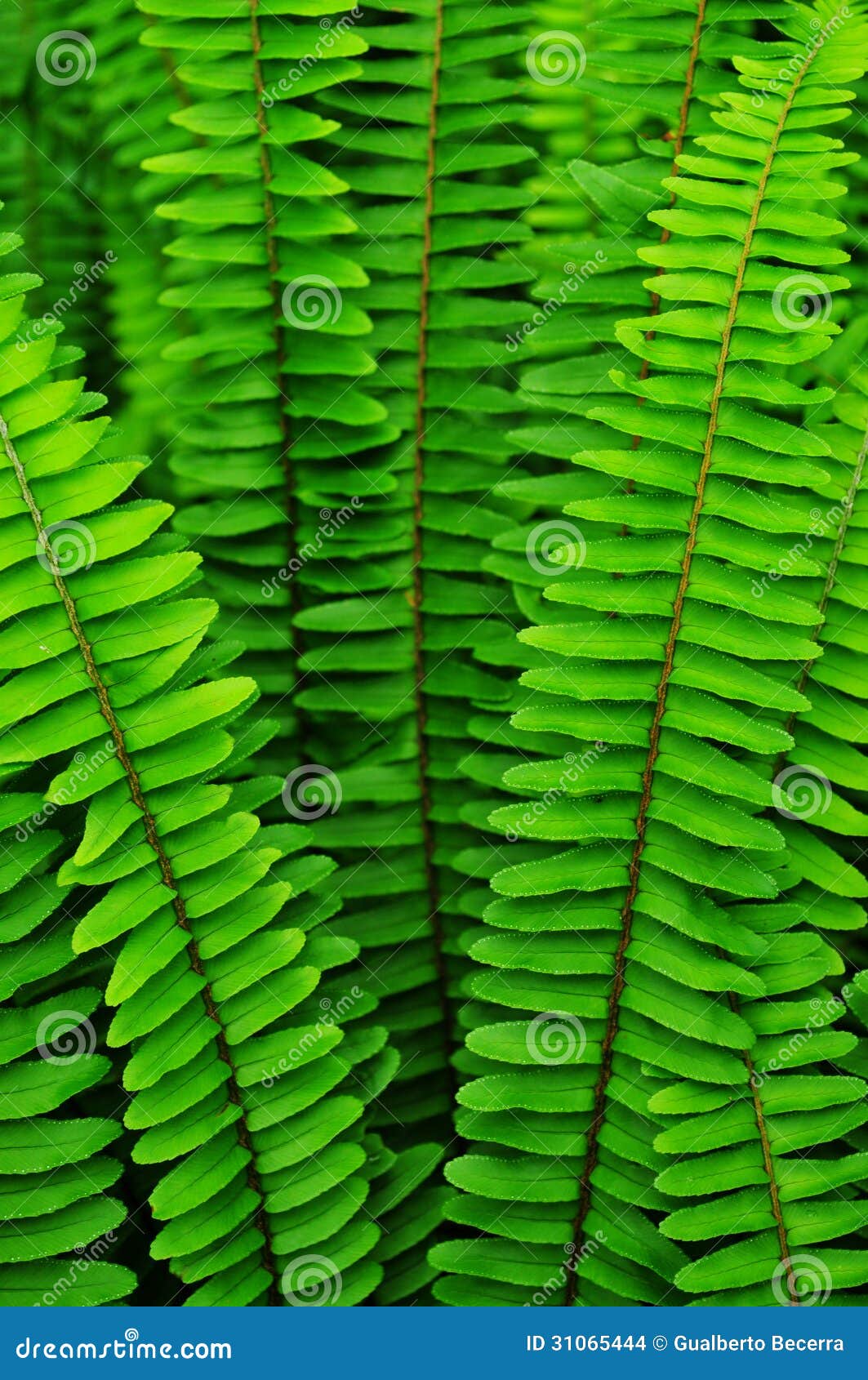 Ferns Macro stock photo. Image of growth, macro, bush - 31065444
