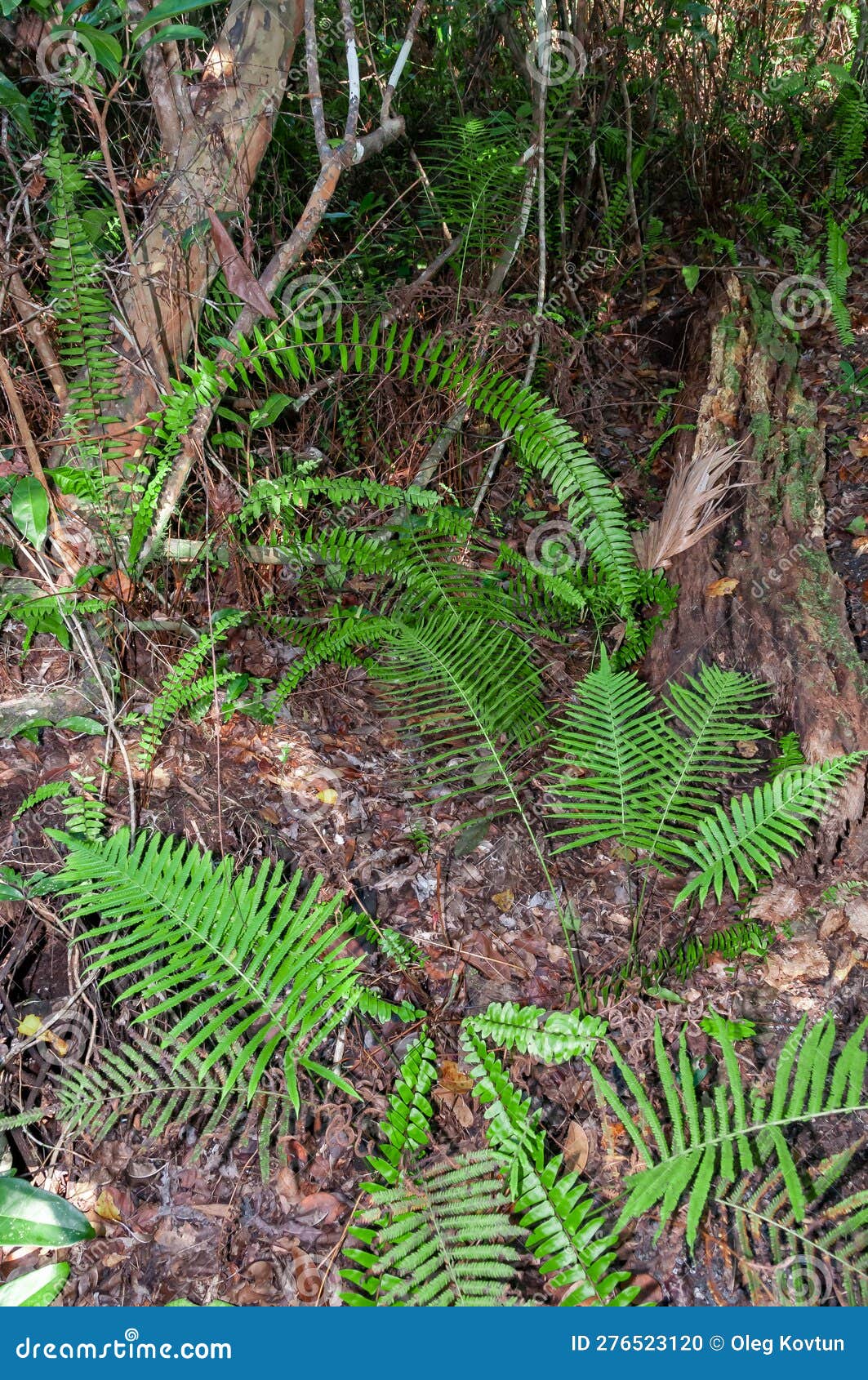 Ferns in a Mangrove Forest in a National Park, Florida Stock Photo ...