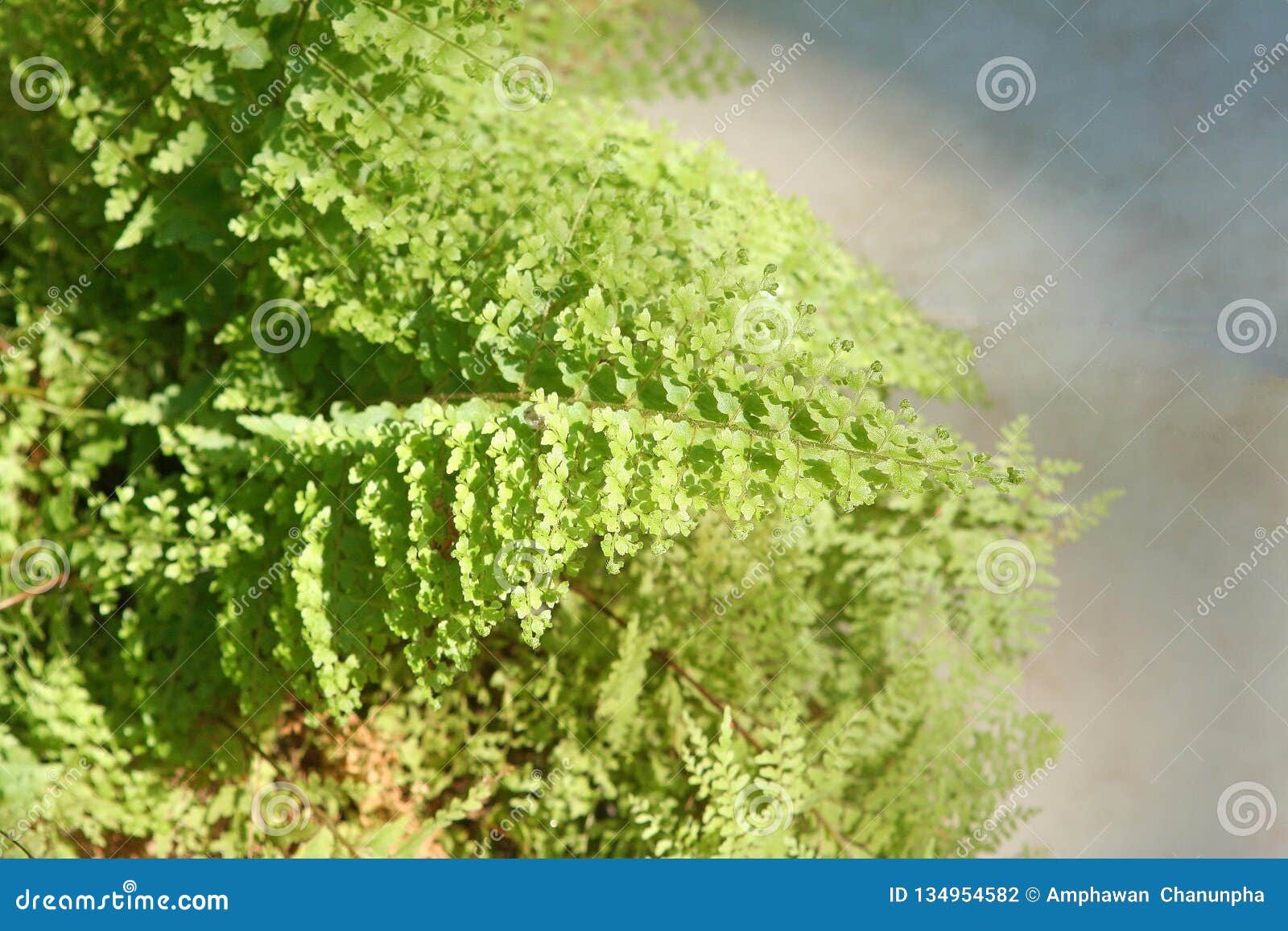 Ferns with morning light stock photo. Image of botany - 134954582