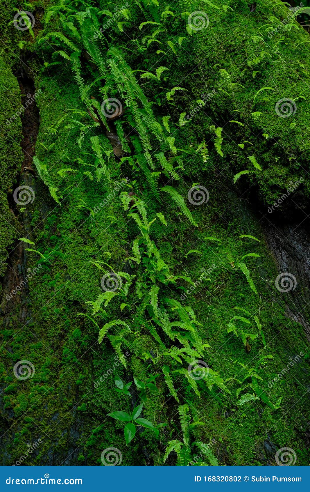 Ferns and Moss on the Base of Tree in the Rainforest Stock Photo ...