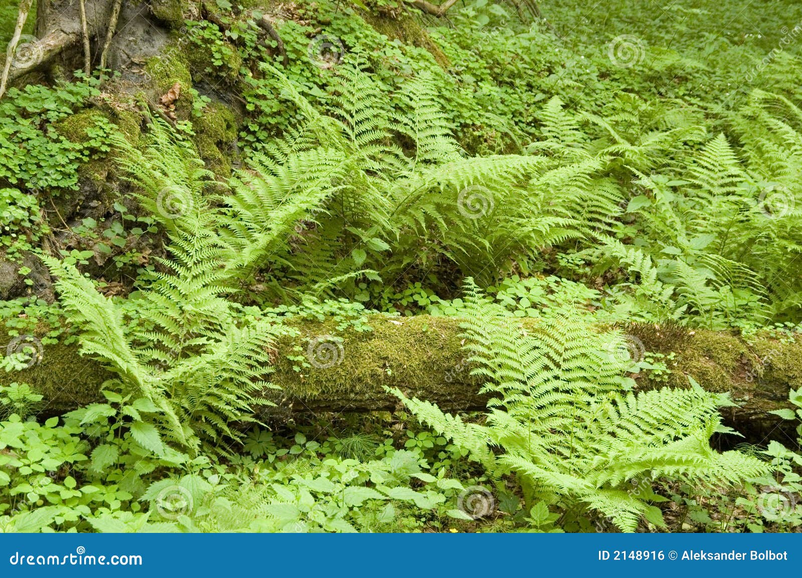 Ferns na floresta natural foto de stock. Imagem de ecologia - 2148916