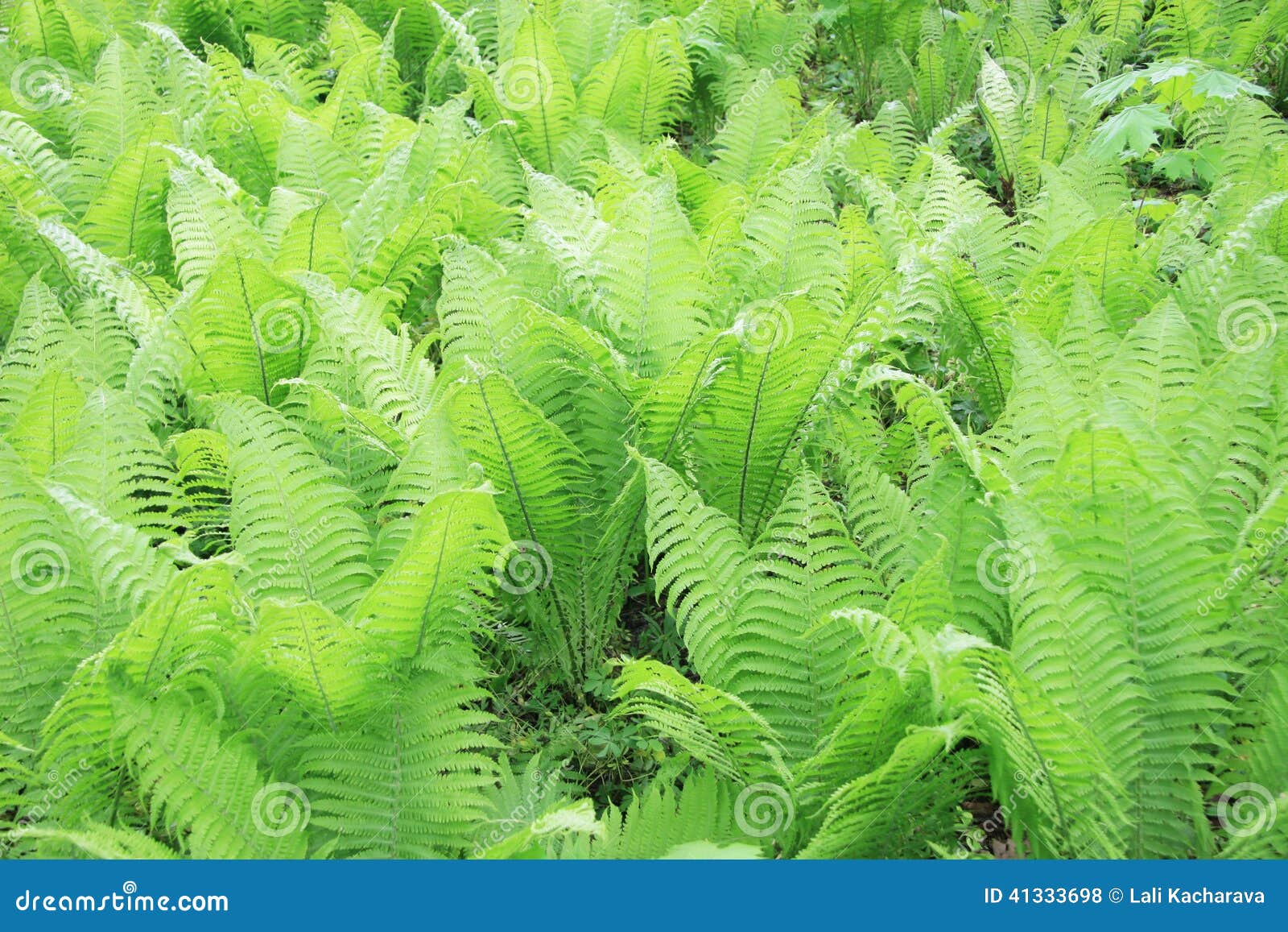 Ferns stock photo. Image of branches, plant, botany, flora - 41333698