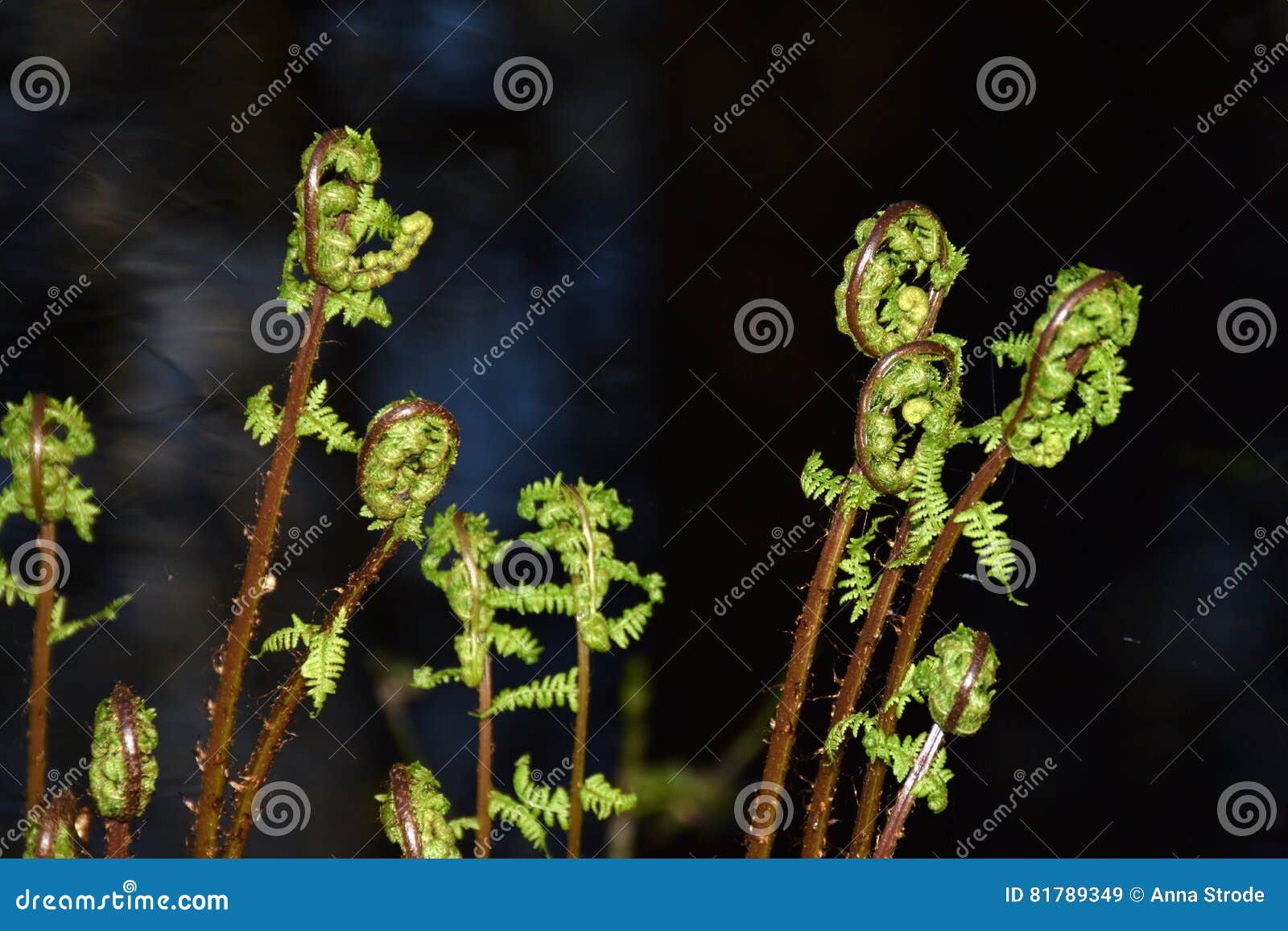 Ferns at night. stock image. Image of green, fern, flora - 81789349