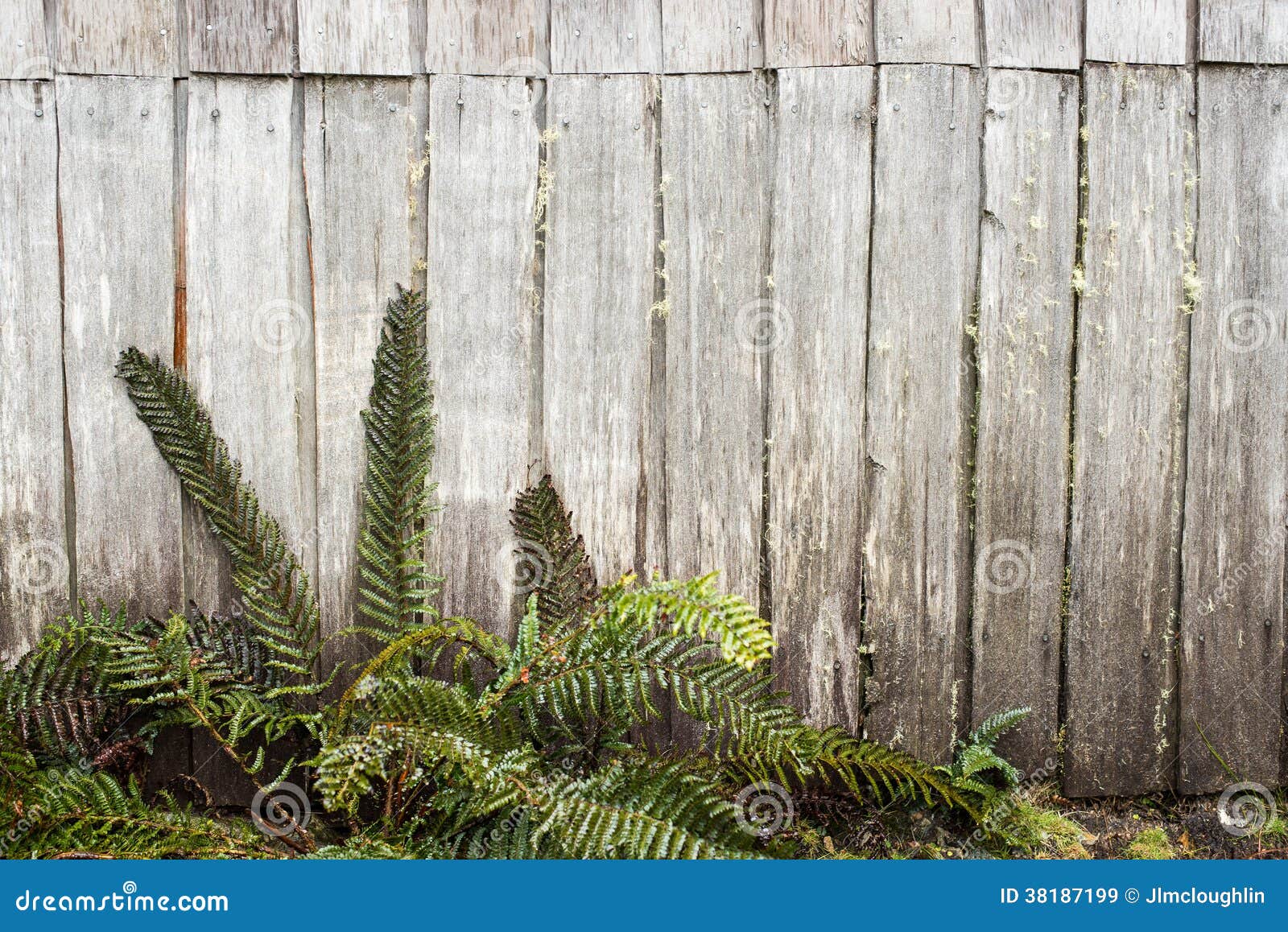 Ferns and old wooden cabin stock image. Image of plants - 38187199