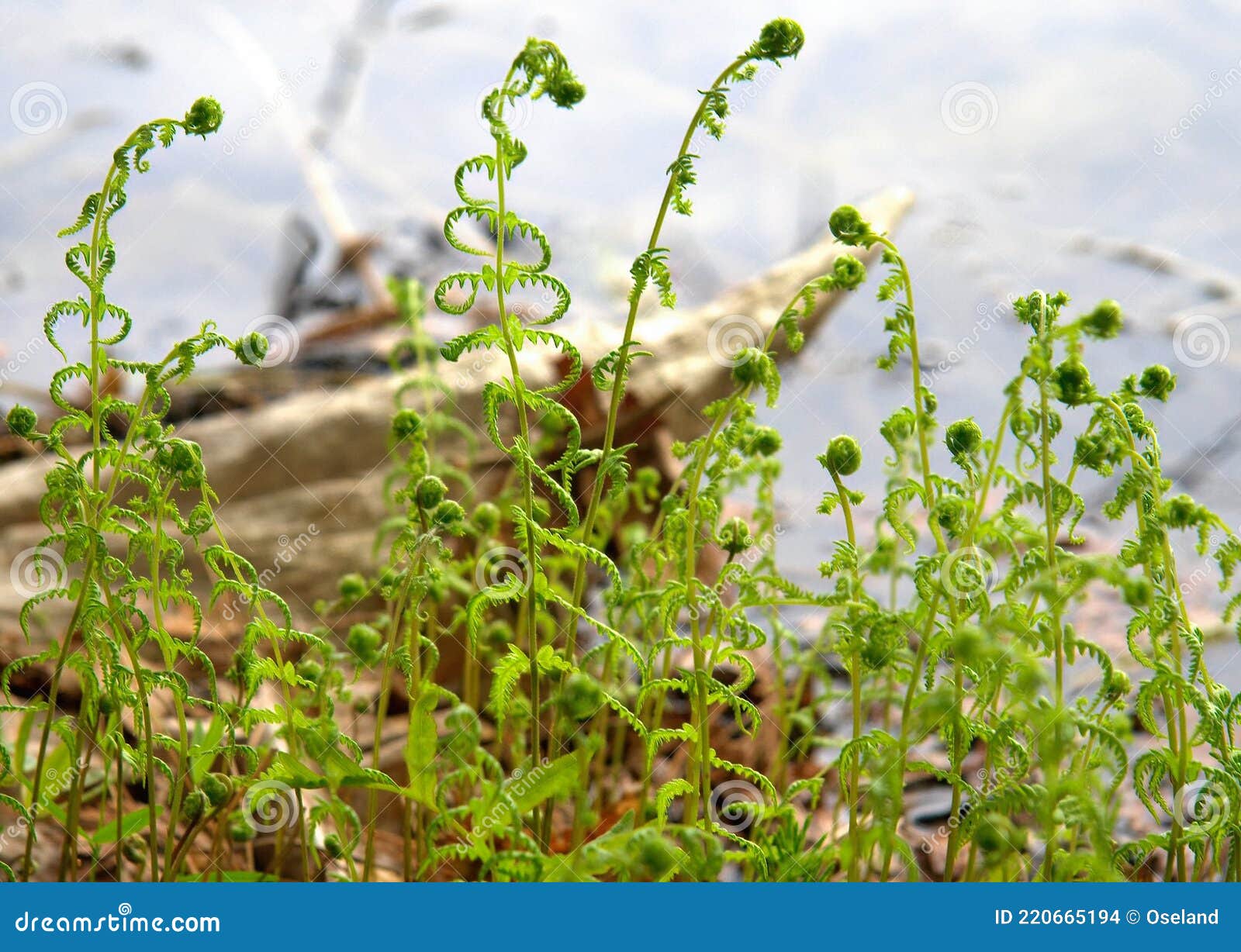 Ferns opening in Spring. stock photo. Image of dainty - 220665194