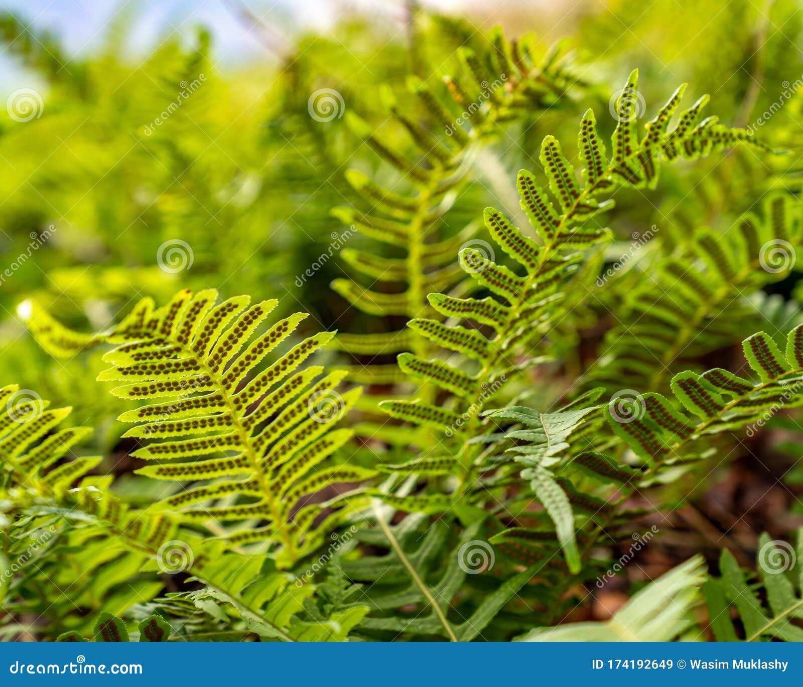 Ferns in an Oregon Forest 2 Stock Image - Image of early, forest: 174192649