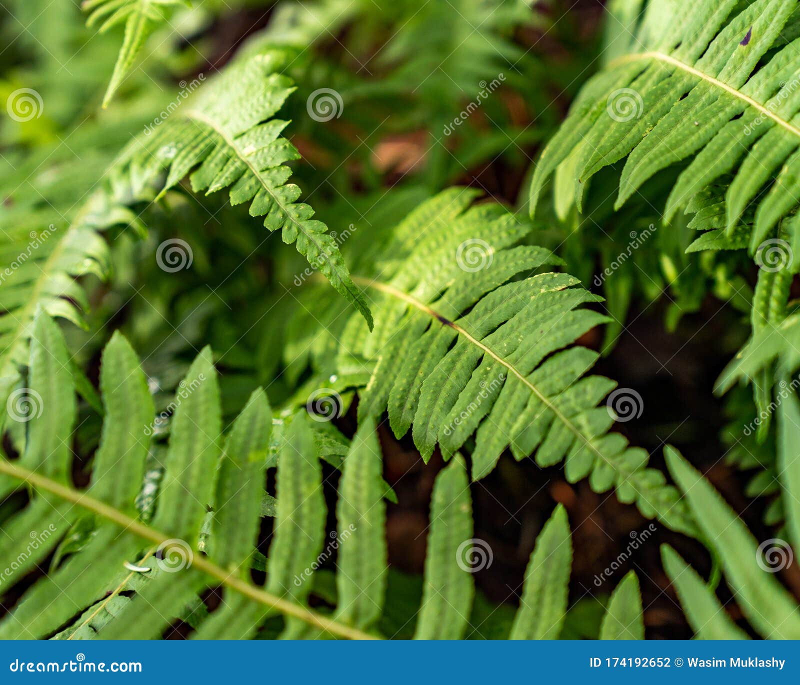 Ferns in an Oregon Forest 1 Stock Photo - Image of ecology, bealpha ...