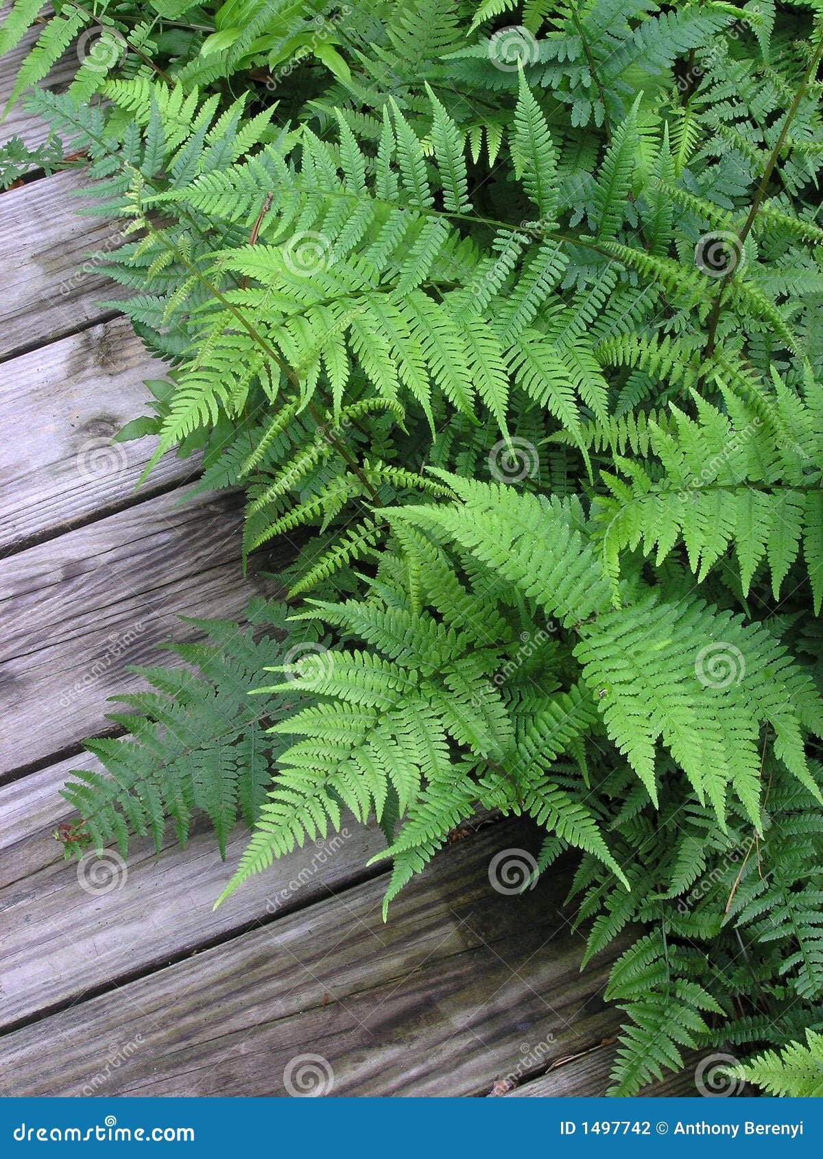 Ferns Royalty-Free Stock Photo | CartoonDealer.com #45562701