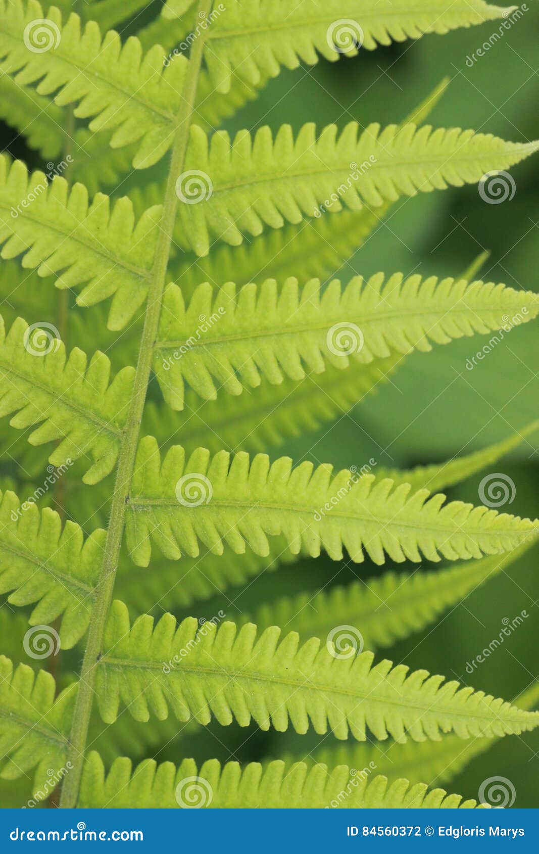 323 Ferns Patterns Stock Photos - Free & Royalty-Free Stock Photos from ...