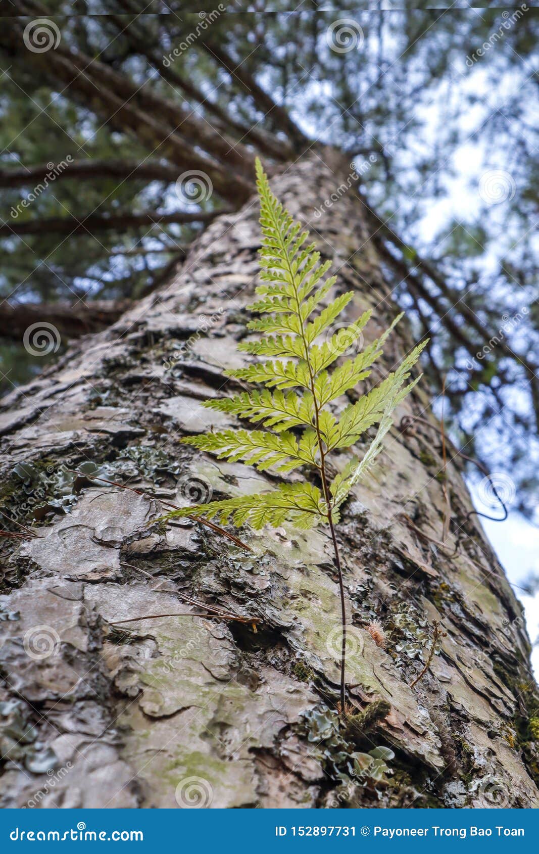 Ferns on pine trees stock image. Image of outdoors, plants - 152897731