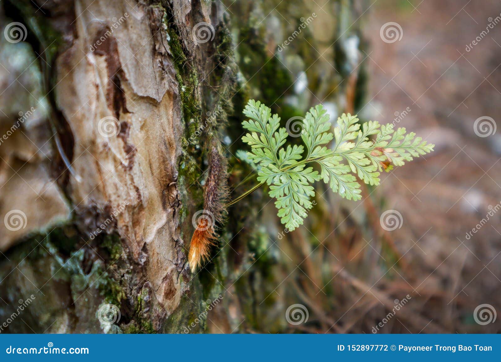 Ferns on pine trees stock photo. Image of foliage, grass - 152897772