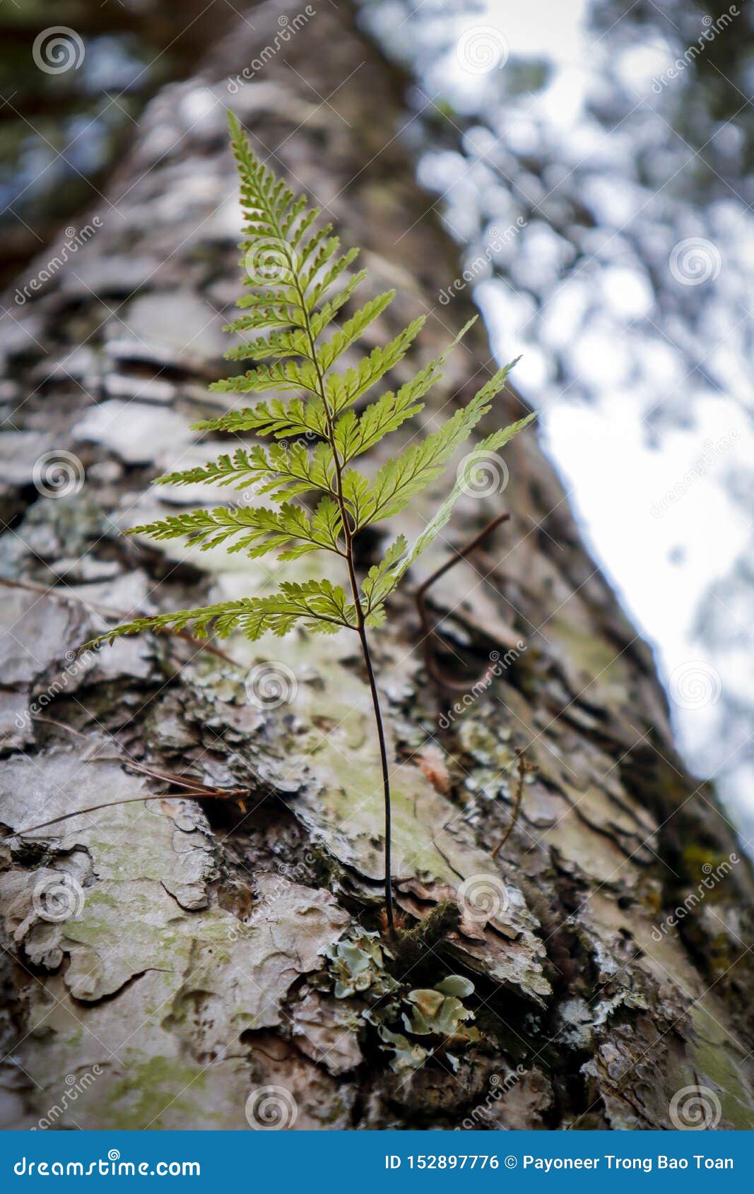 Ferns on pine trees stock photo. Image of natural, leaf - 152897776