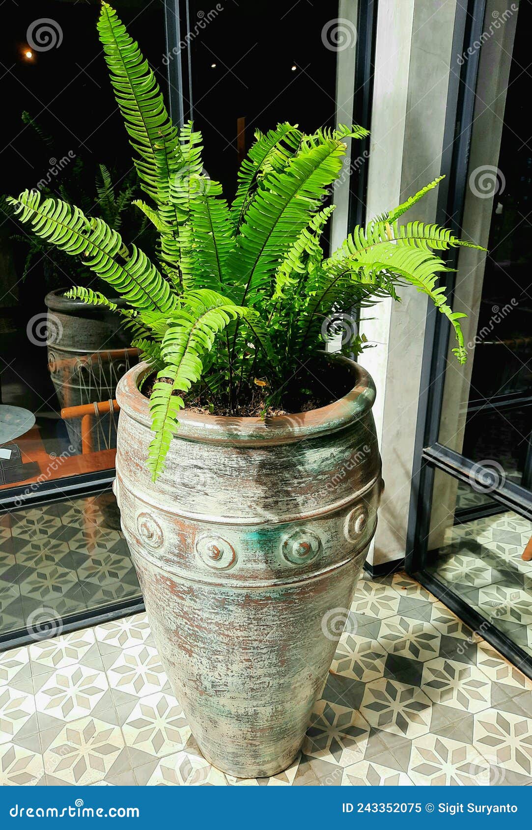 Ferns Plant in a Large Clay Vase in the Yard Stock Image - Image of ...
