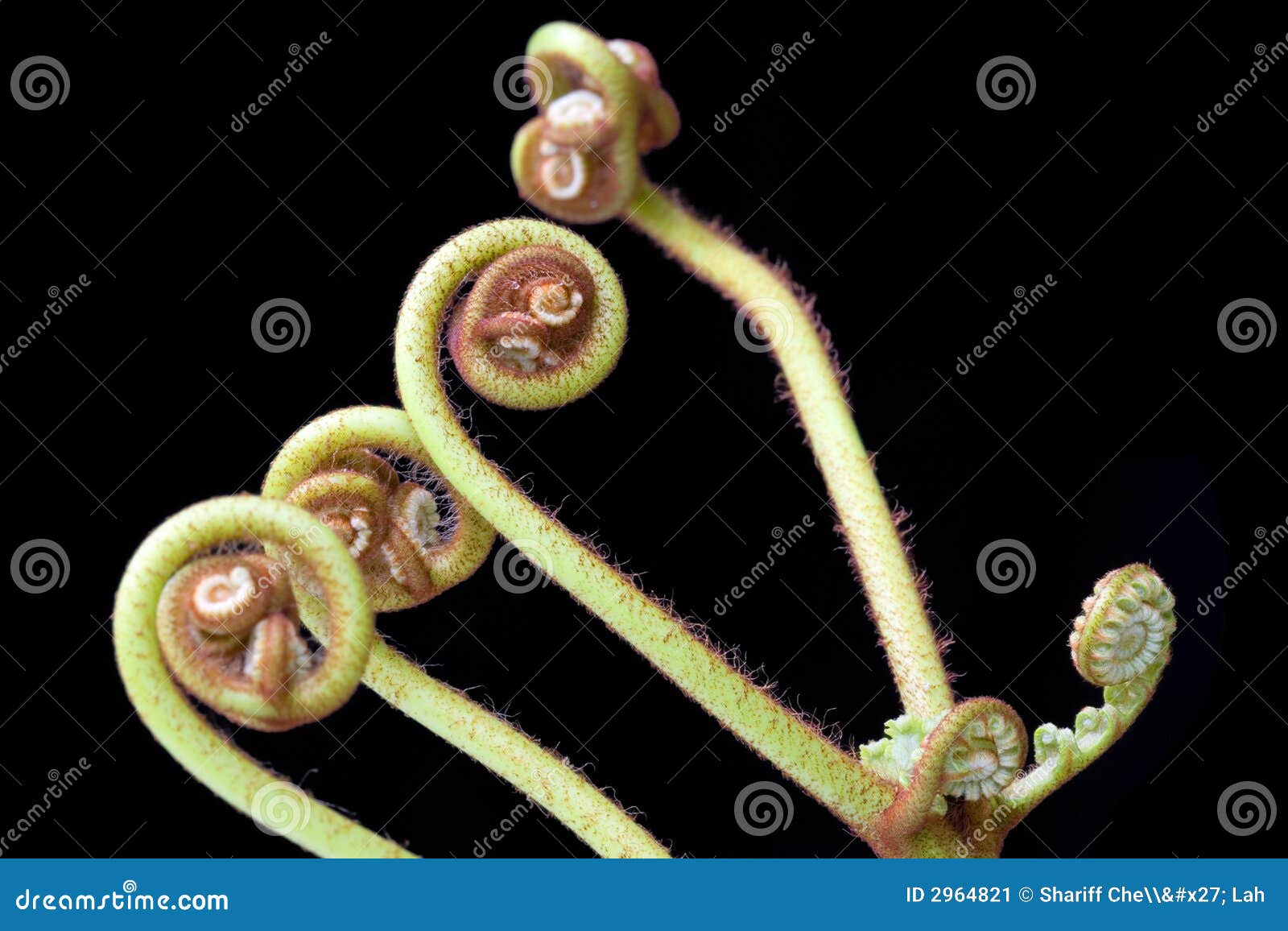 Ferns (Pteridophyte) stock image. Image of leaf, botanical - 2964821