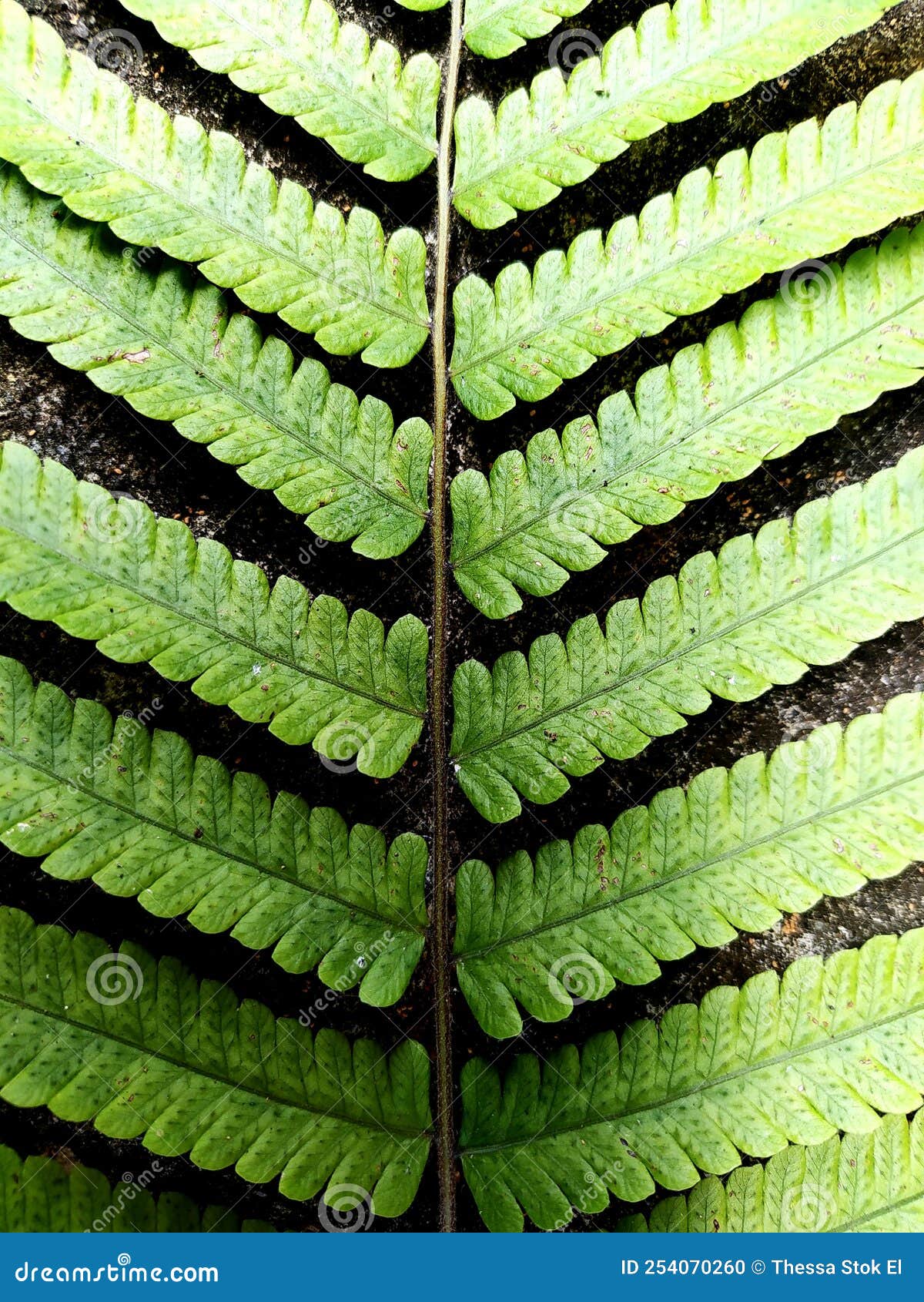 Ferns Reproduce by Means of Spores Stock Photo - Image of plant, spores ...