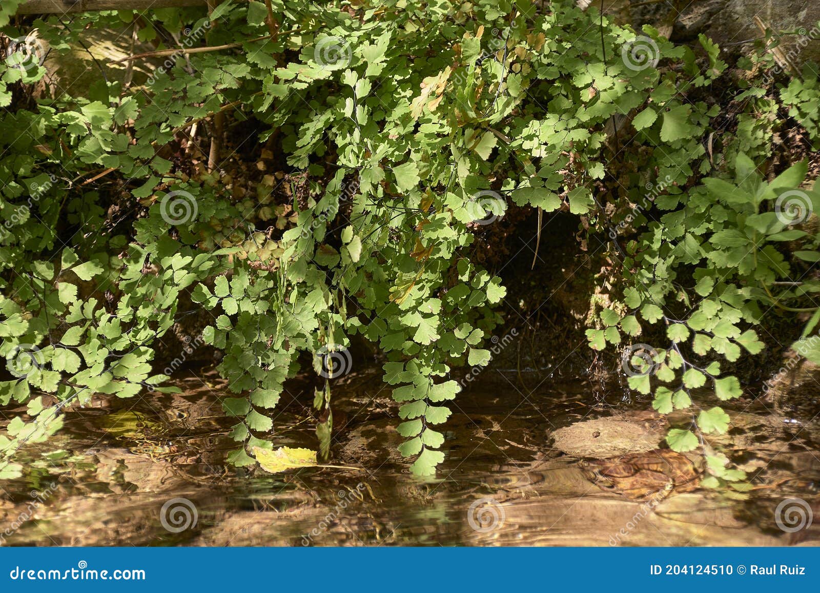 Ferns on the river bank stock photo. Image of nature - 204124510