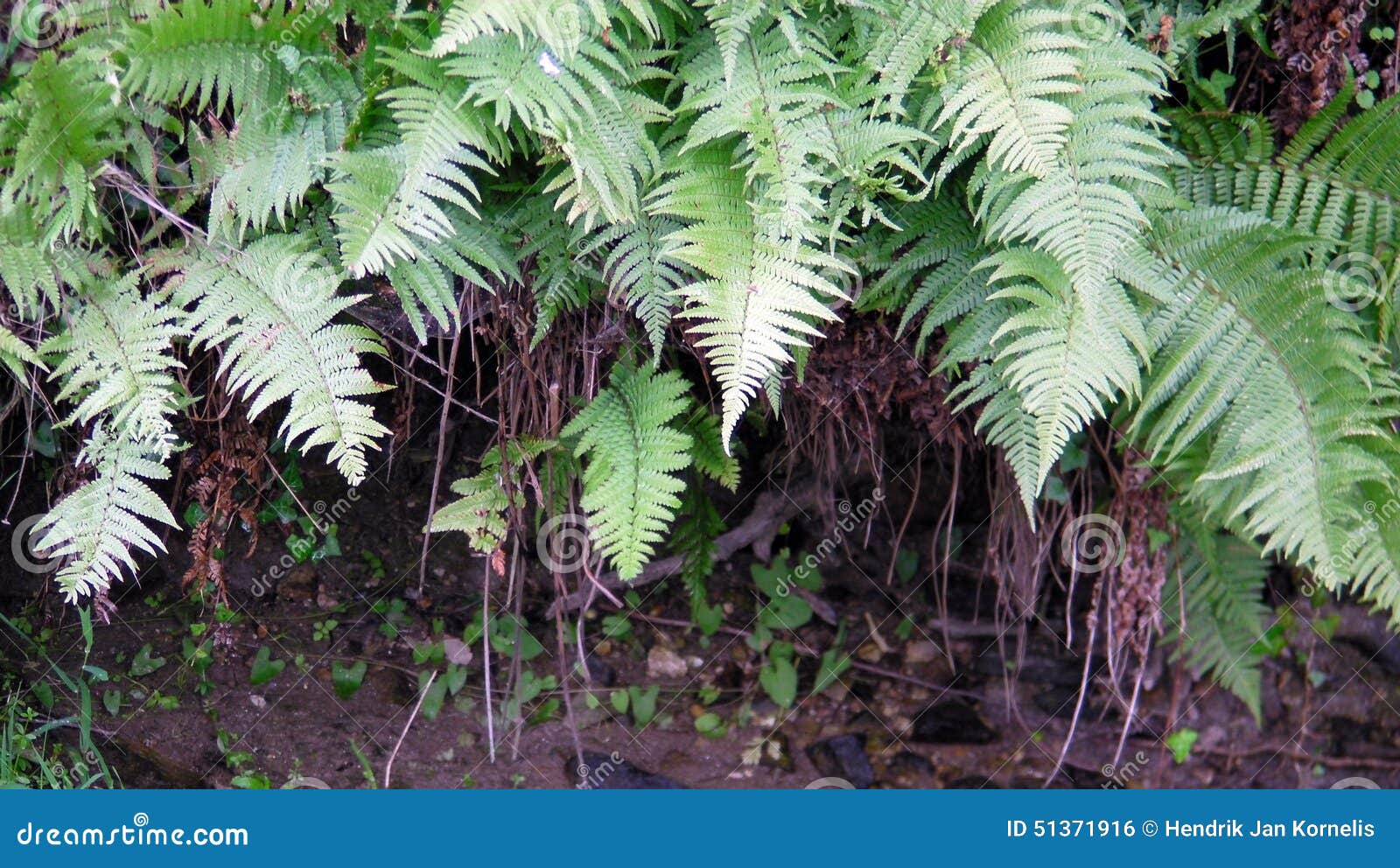Ferns on riverside stock photo. Image of bank, river - 51371916