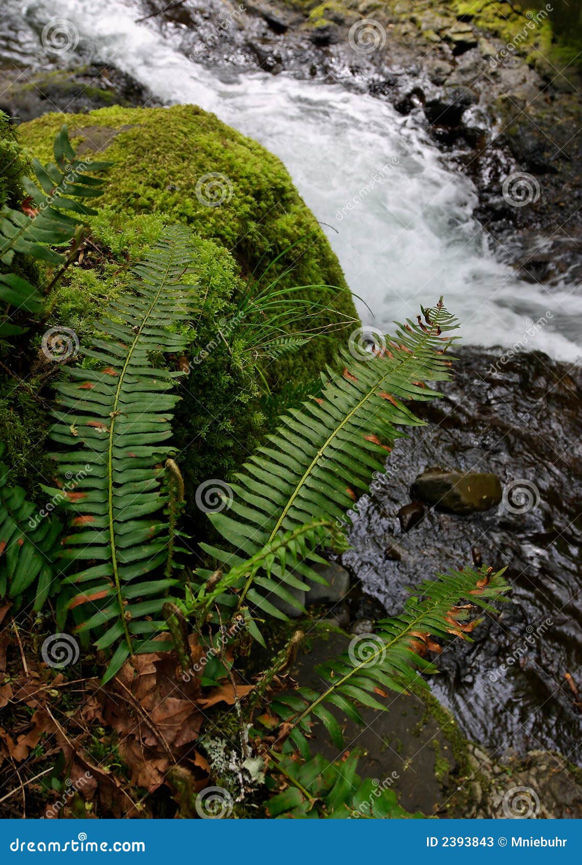 Ferns and Rocks Along a Stream Stock Image - Image of native, rapid ...