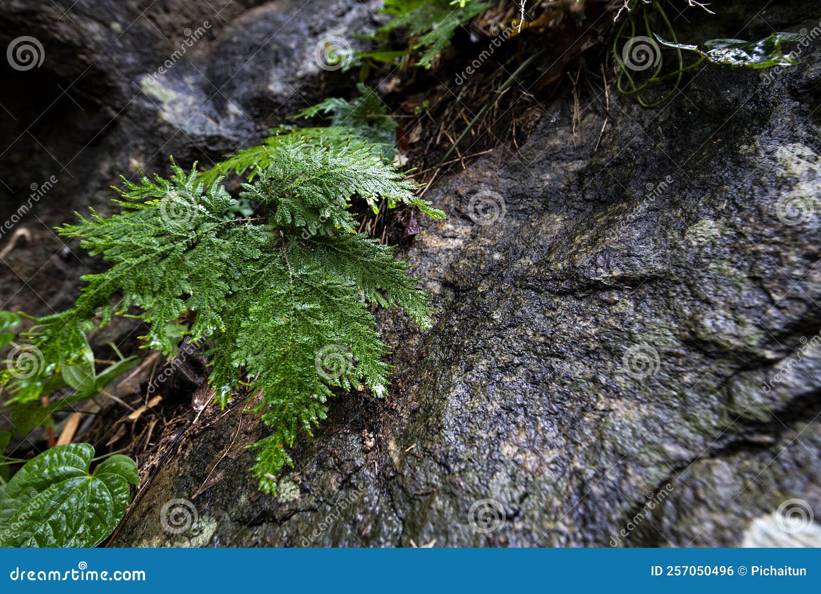 Ferns stock photo. Image of limestone, mountains, amazing - 257050496