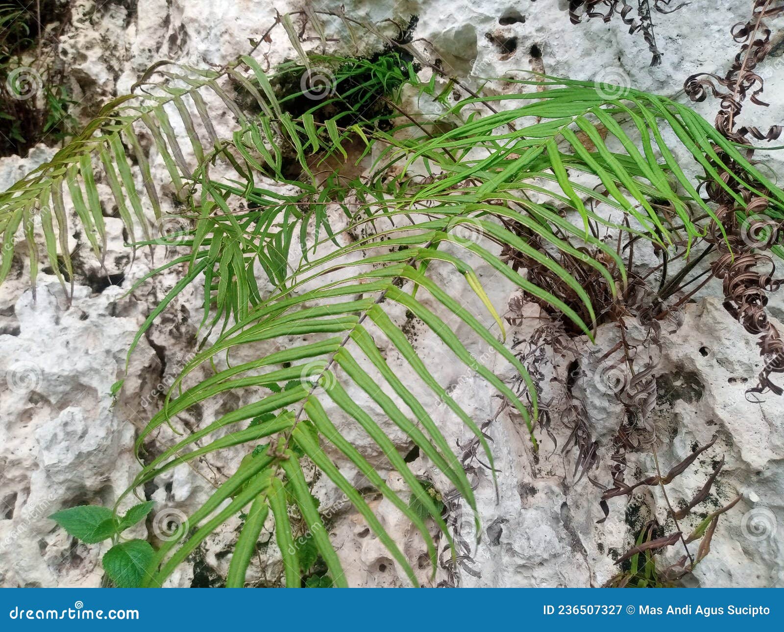Ferns Seem To Thrive on the Side of the Cliff Stock Image - Image of ...