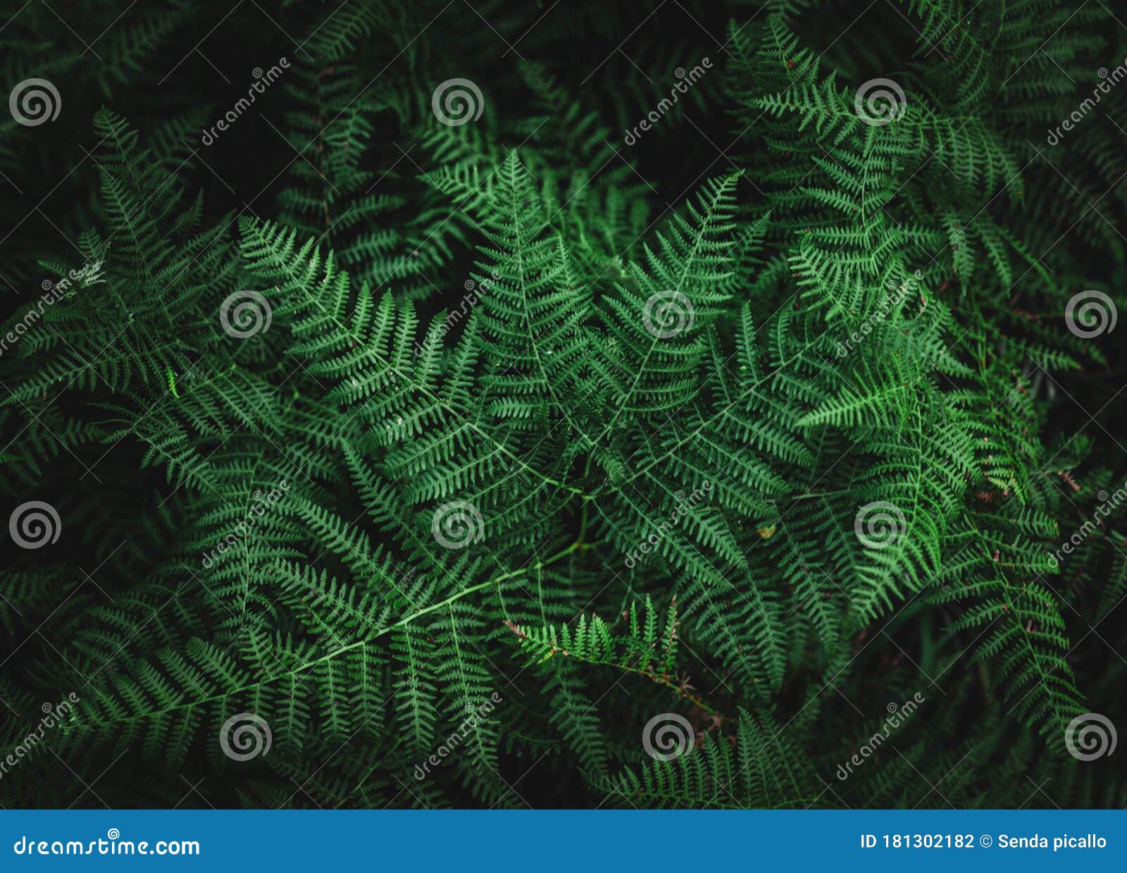Ferns Seen from Above with a Very Greenish Hue Stock Photo - Image of ...