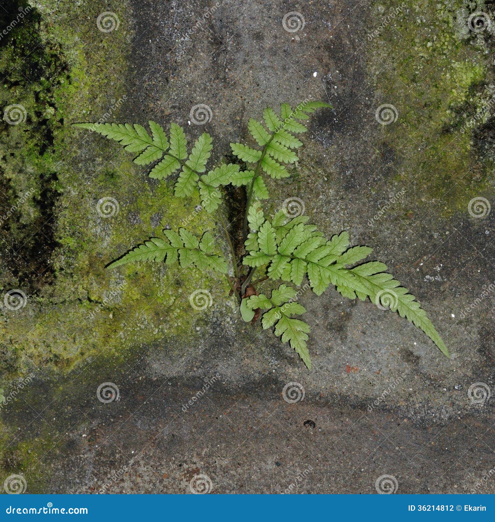 Ferns on Stained Rock for Background. Stock Photo - Image of eroded ...