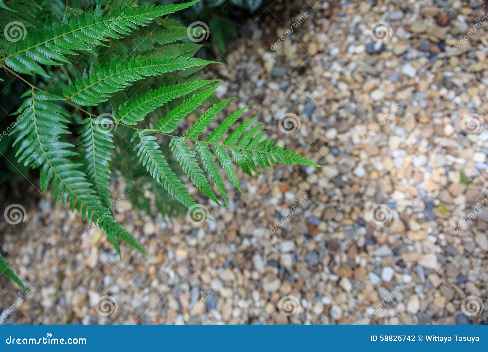 Ferns and stone floors stock photo. Image of wall, green - 58826742