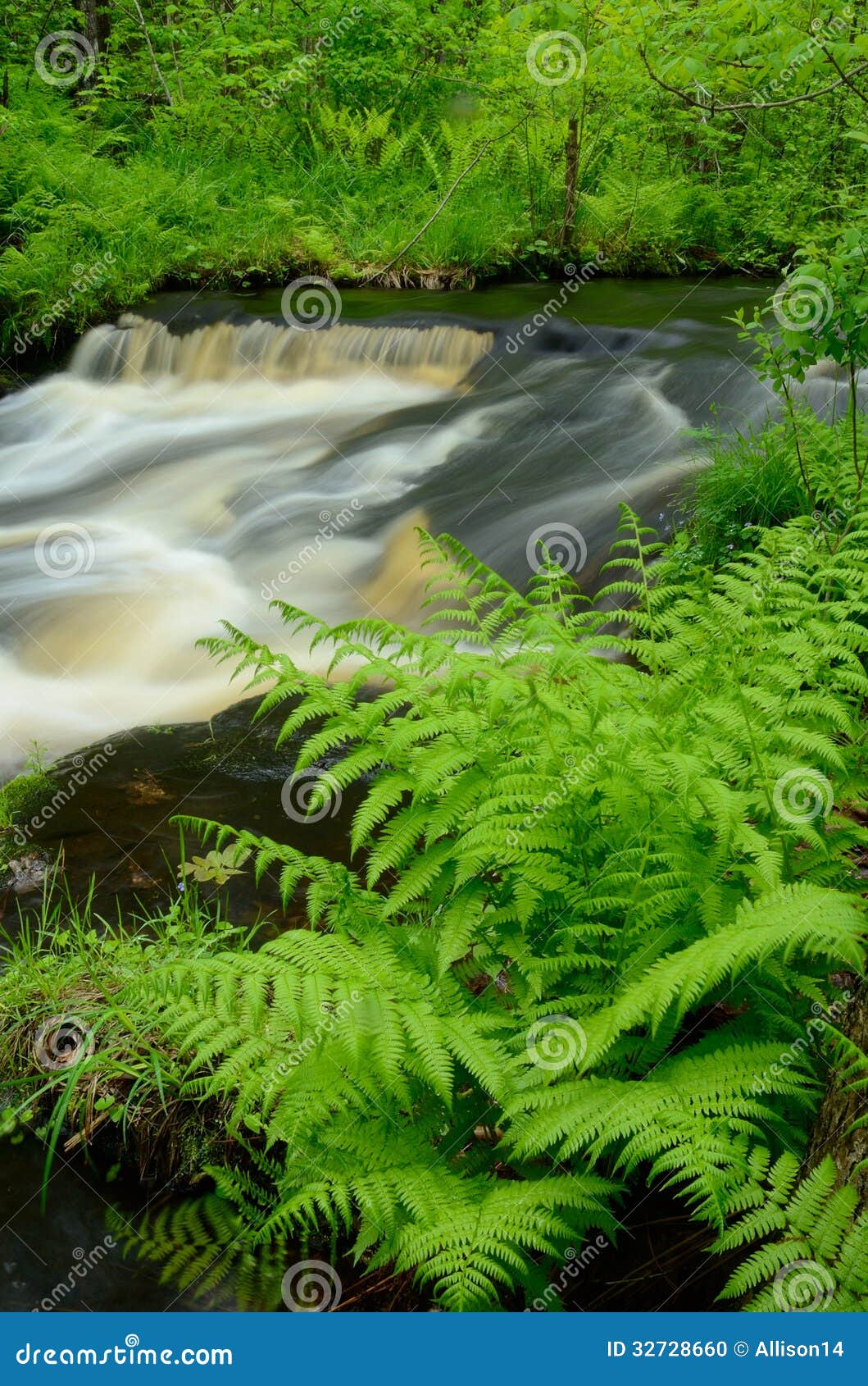 Ferns by Stream in the Forest Stock Photo - Image of plants, minnesota ...