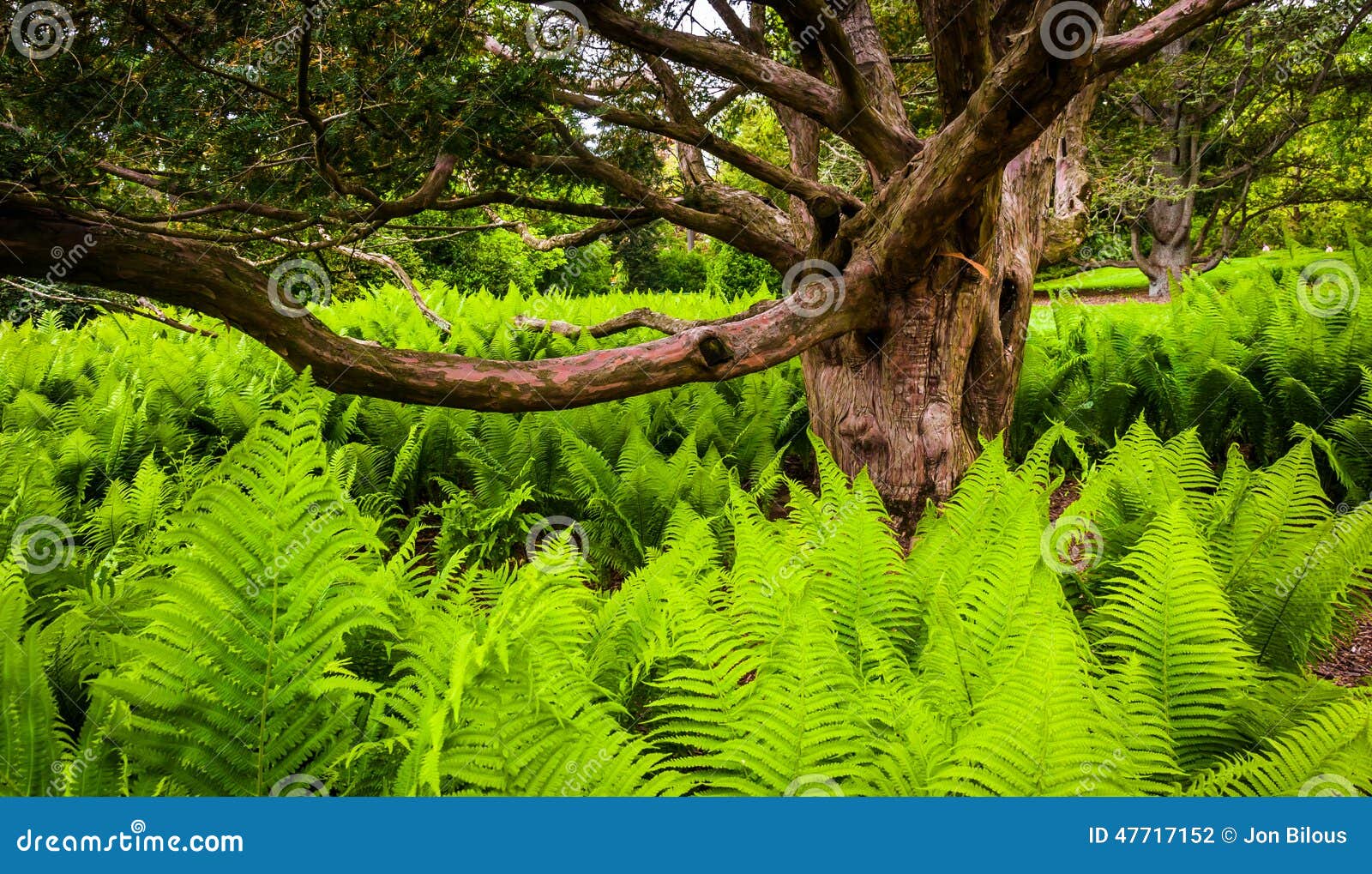 Ferns Surrounding a Tree in Longwood Gardens, Pennsylvania. Editorial ...