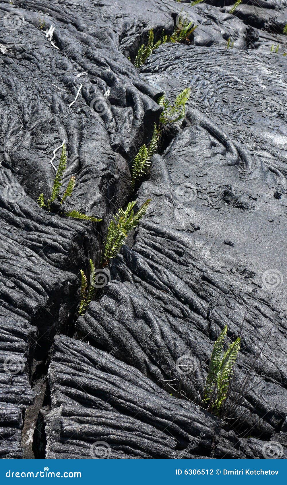 Ferns Taking Over Lava Flow Stock Photo - Image of pacific, hawaii: 6306512