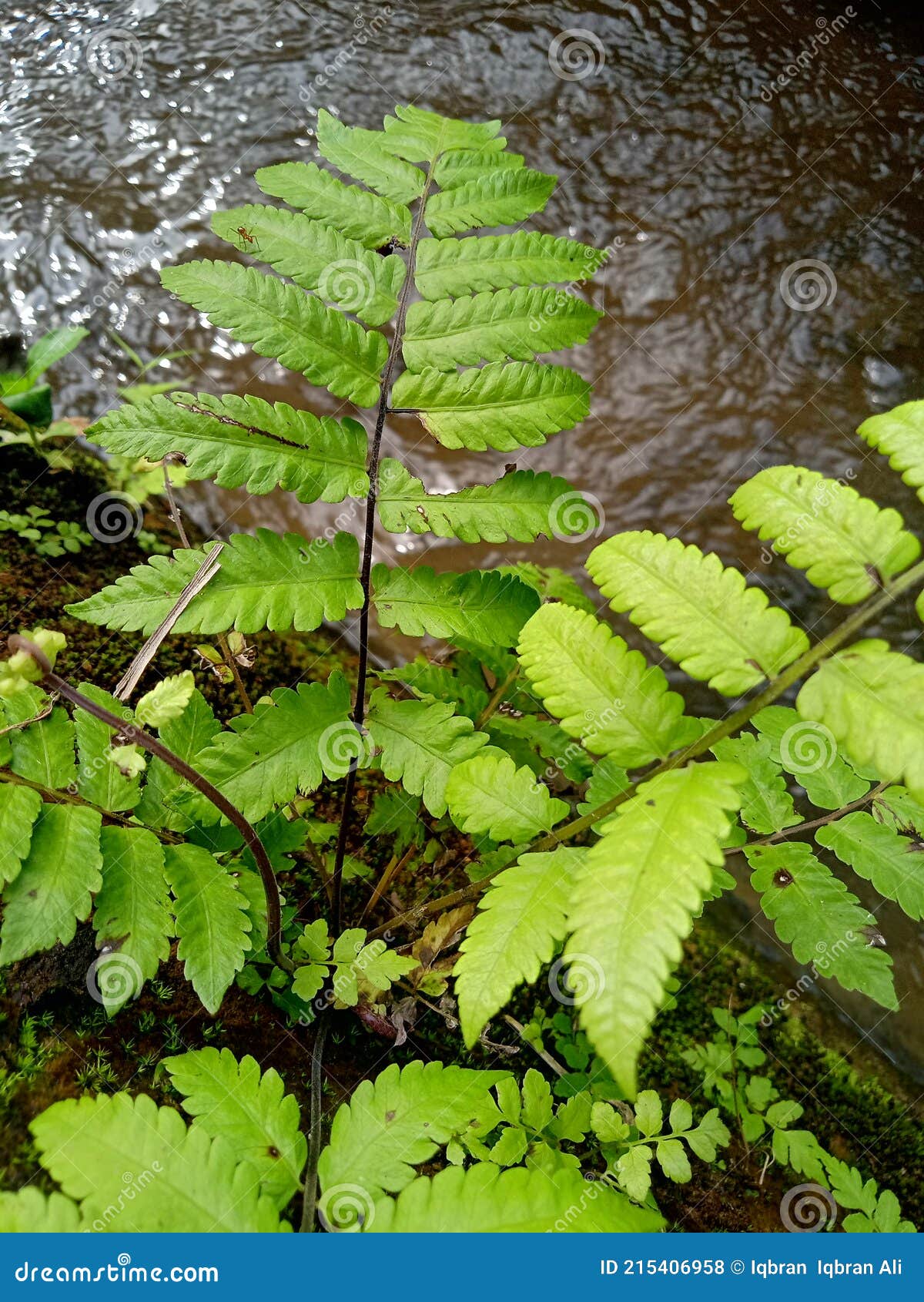 Ferns that Thrive on the Banks of the River Stock Photo - Image of ...
