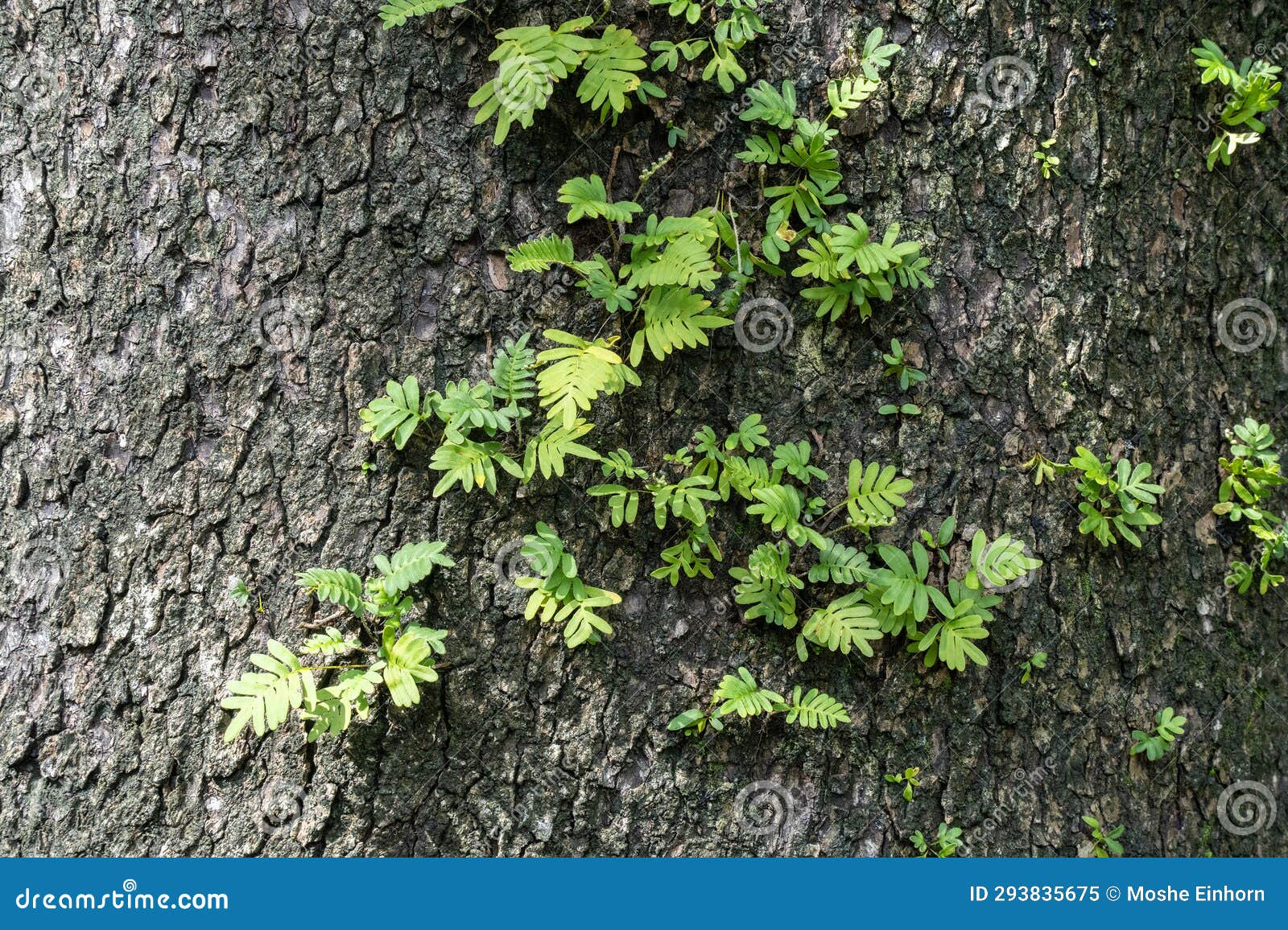 Ferns on a Tree Bark stock image. Image of ferns, park - 293835675