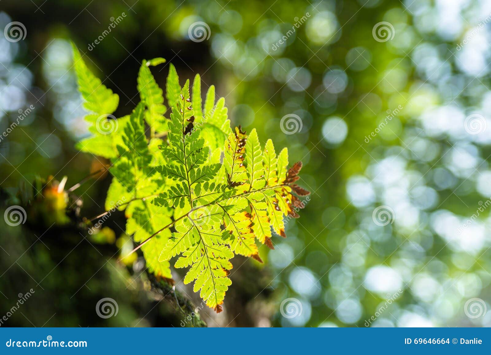 Ferns on Tree in Light and Shadow Stock Photo - Image of trunk, light ...