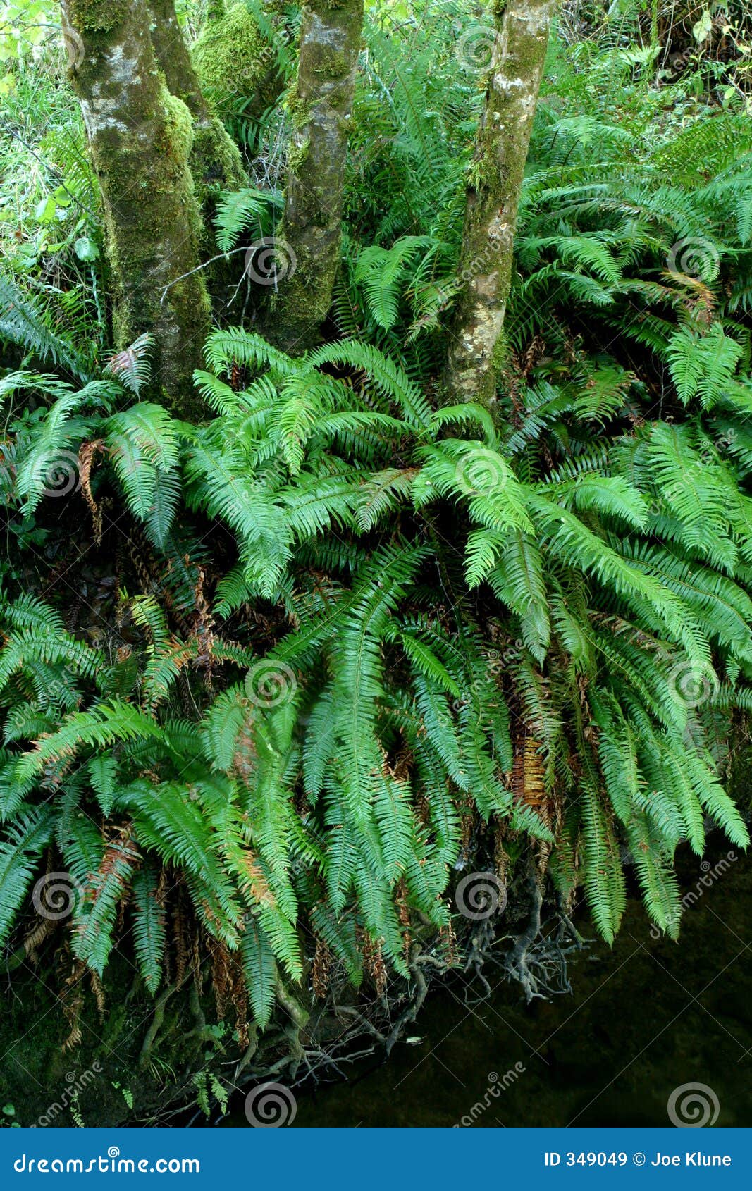 Ferns and trees stock image. Image of green, together, flowing - 349049