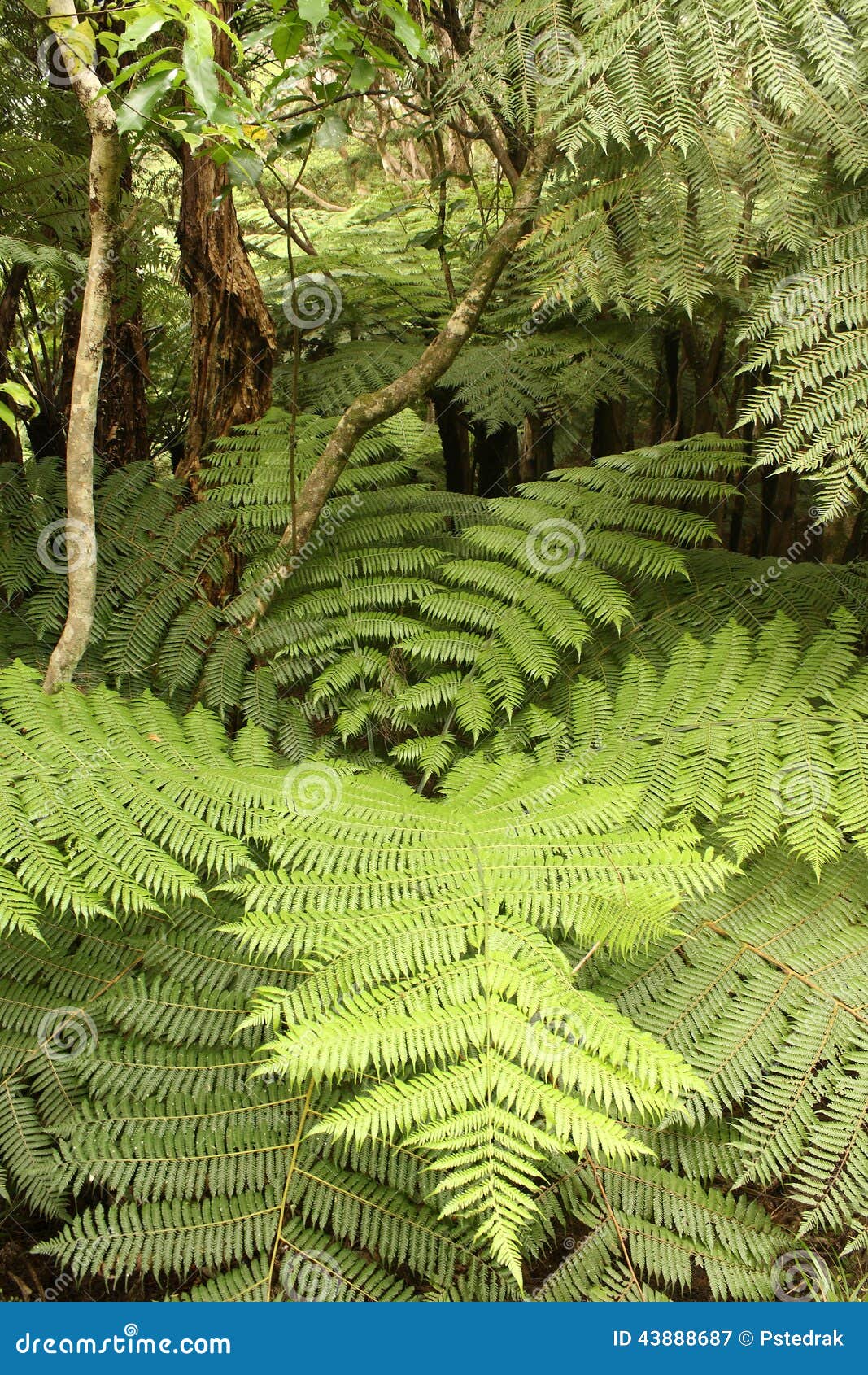 Ferns in Tropical Rainforest Stock Image - Image of foliage, tree: 43888687