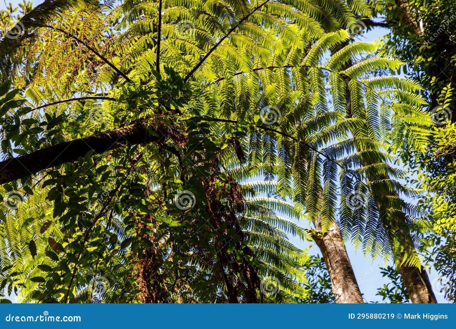Ferns with a Trunk Tree Ferns Stock Image - Image of foliage, branch ...