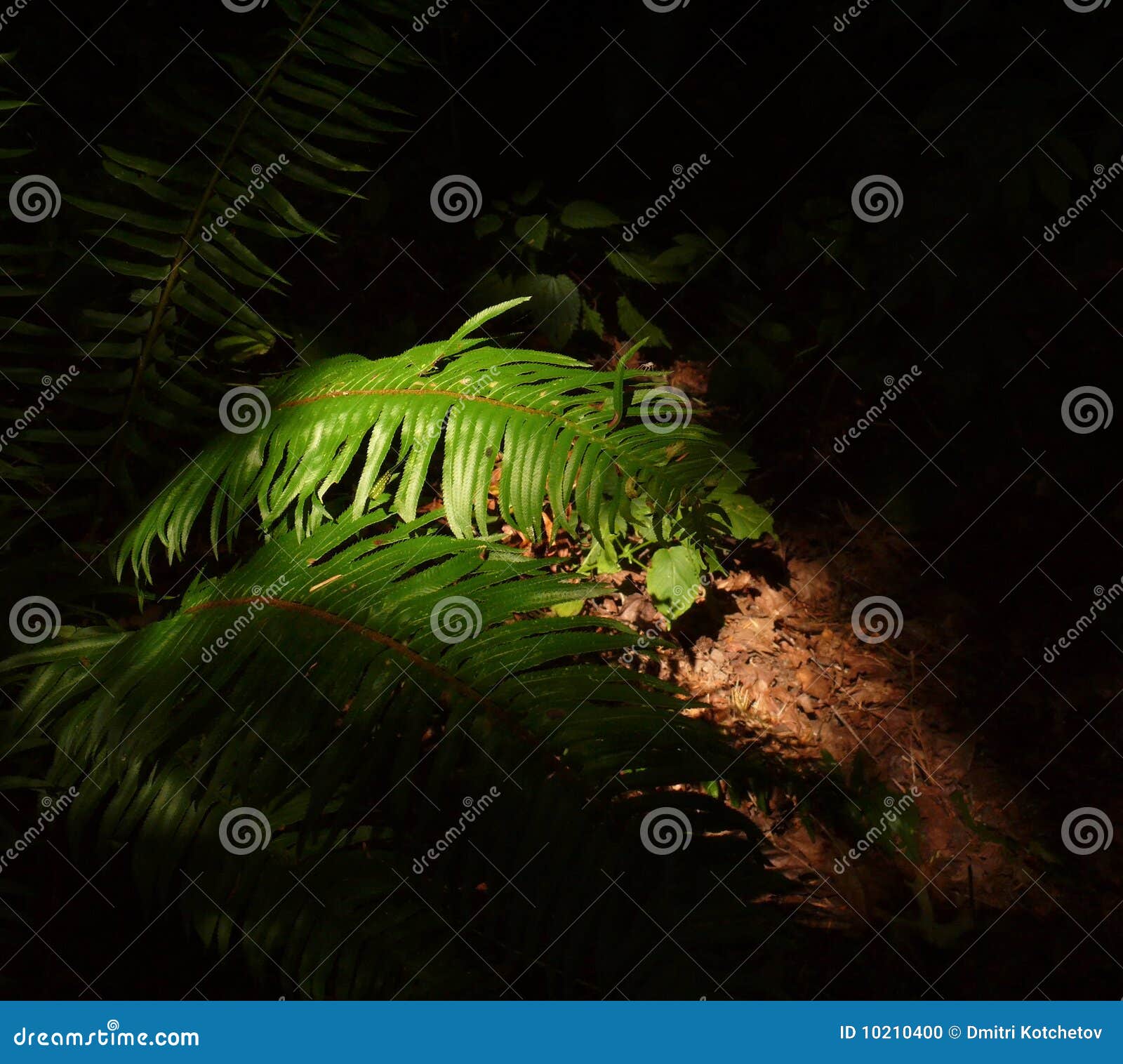 Ferns under sun stock photo. Image of northwest, highlight - 10210400