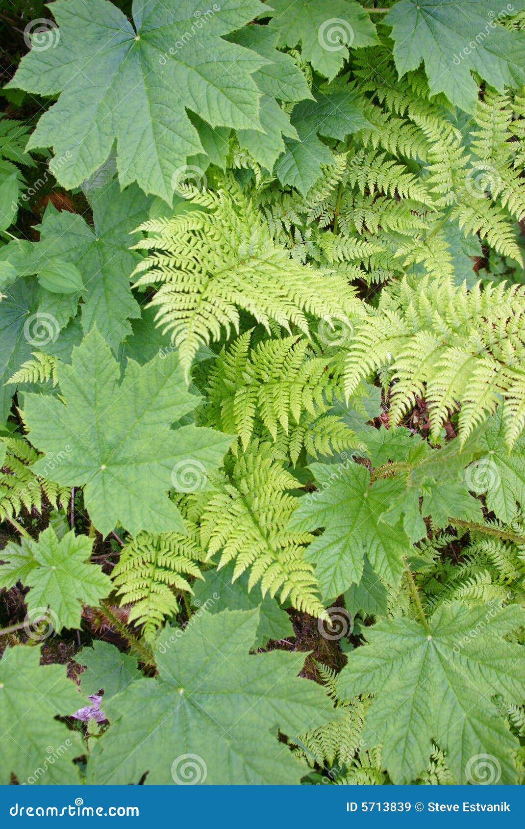 Ferns and underbrush stock image. Image of shrub, bush - 5713839