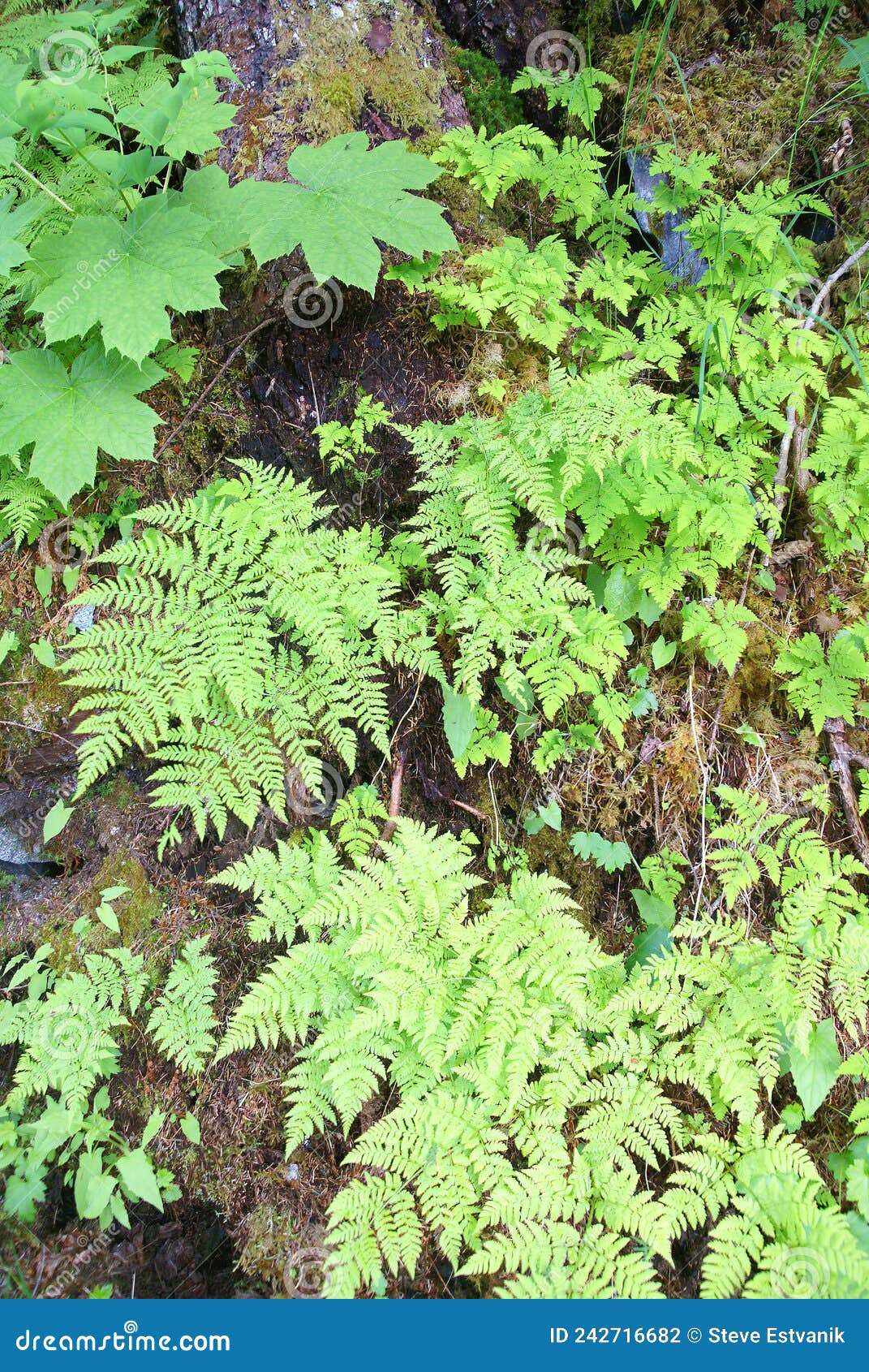 Ferns and underbrush stock photo. Image of shrub, green - 242716682
