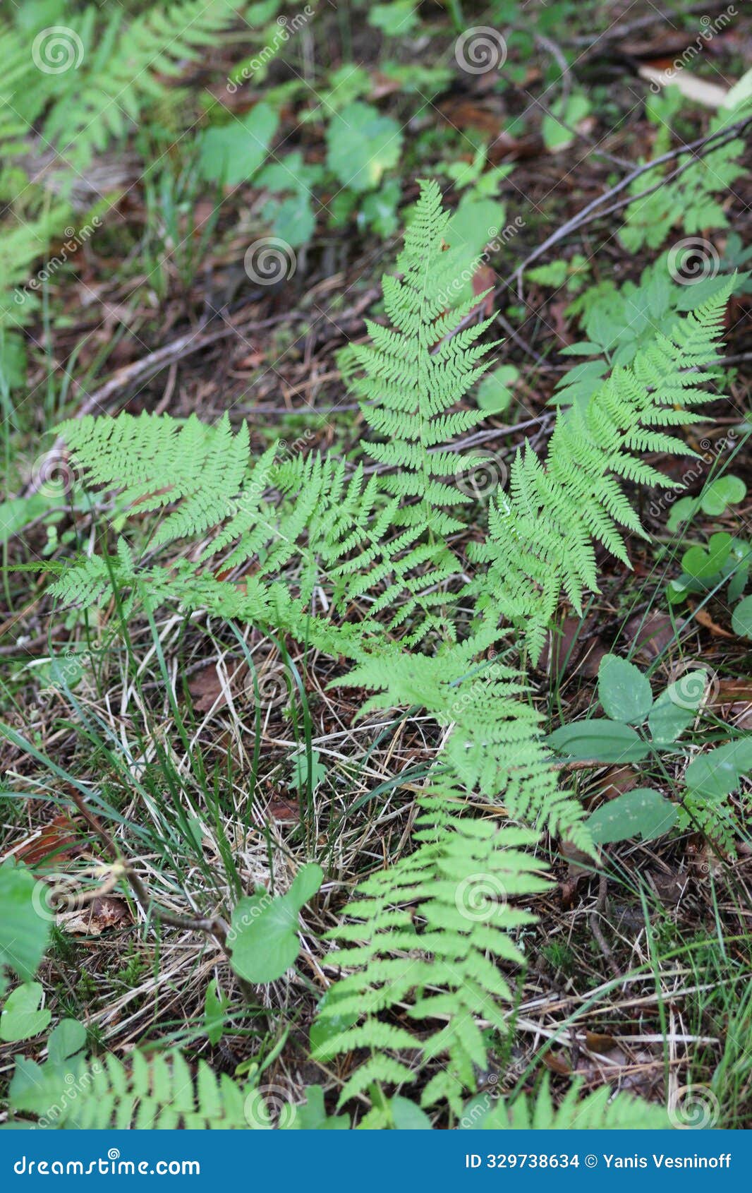 A fern in the garden stock photo. Image of fern, areas - 329738634