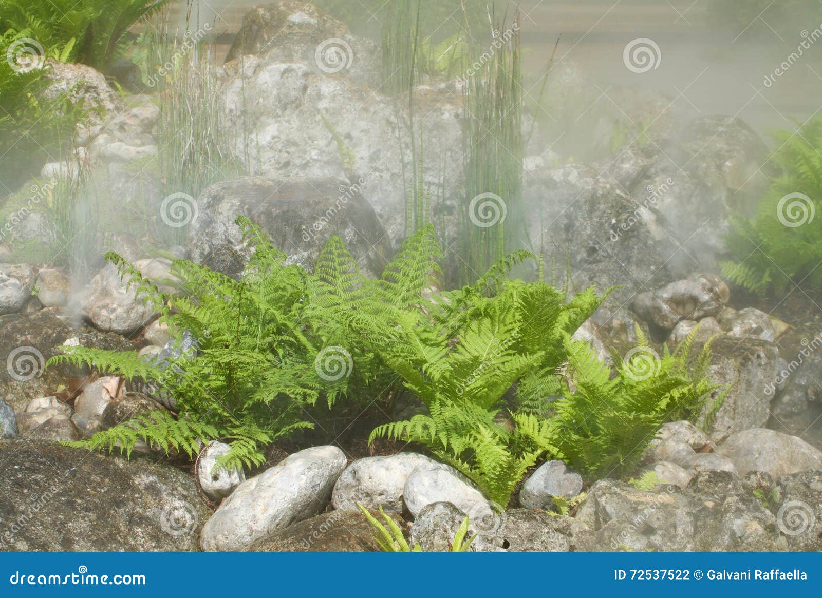 Marattiopsida Stock Photos - Free & Royalty-Free Stock Photos from ...