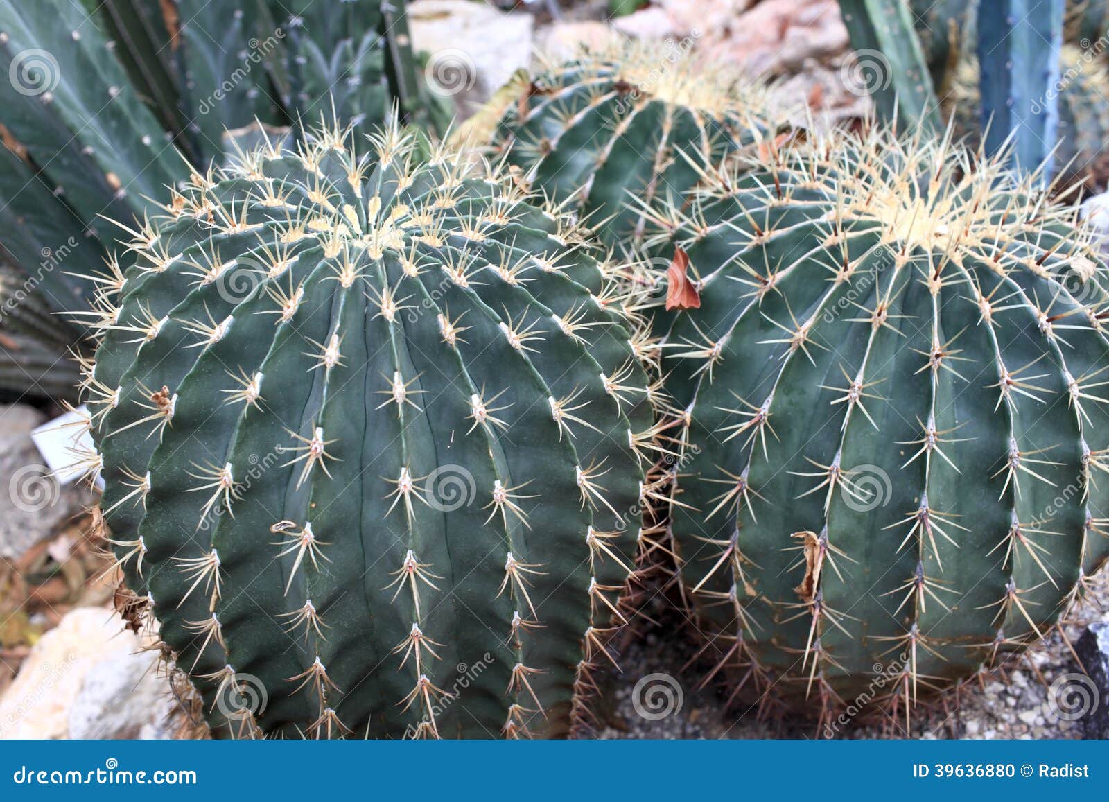 Ferocactus Histrix in a Botanical Garden Stock Photo - Image of exotic ...