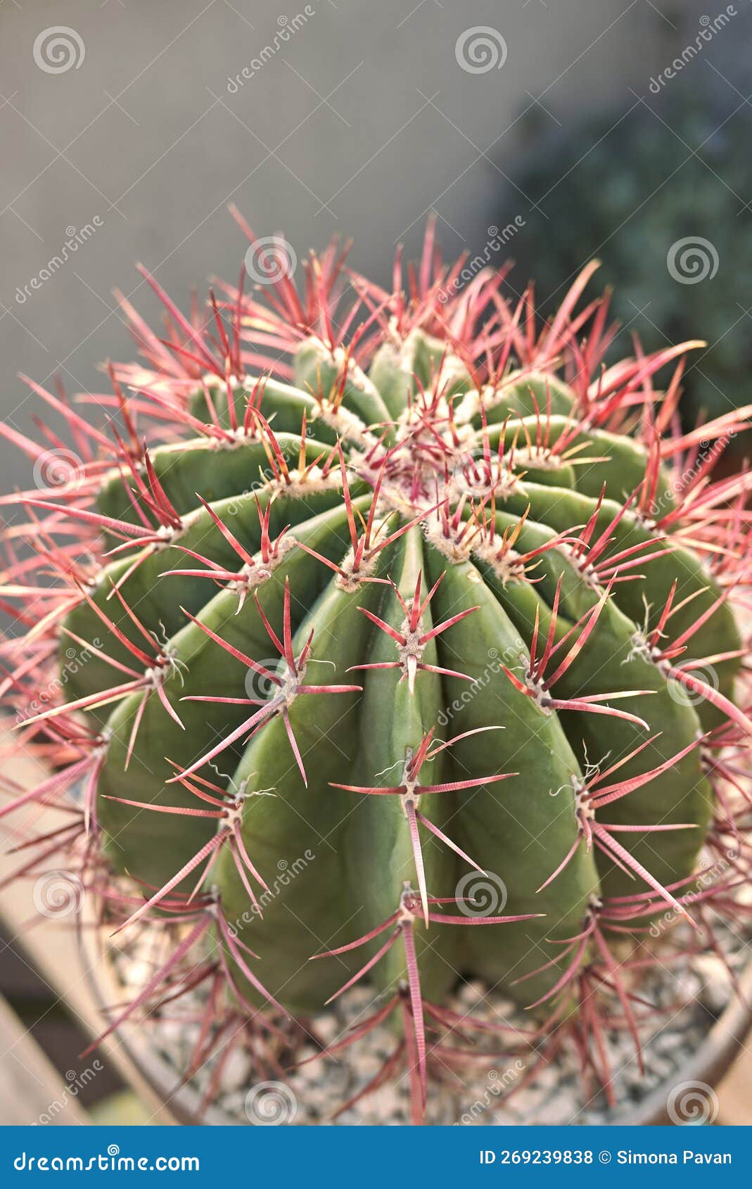 Ferocactus Pilosus Cactus Close Up Stock Photo - Image of mexican ...