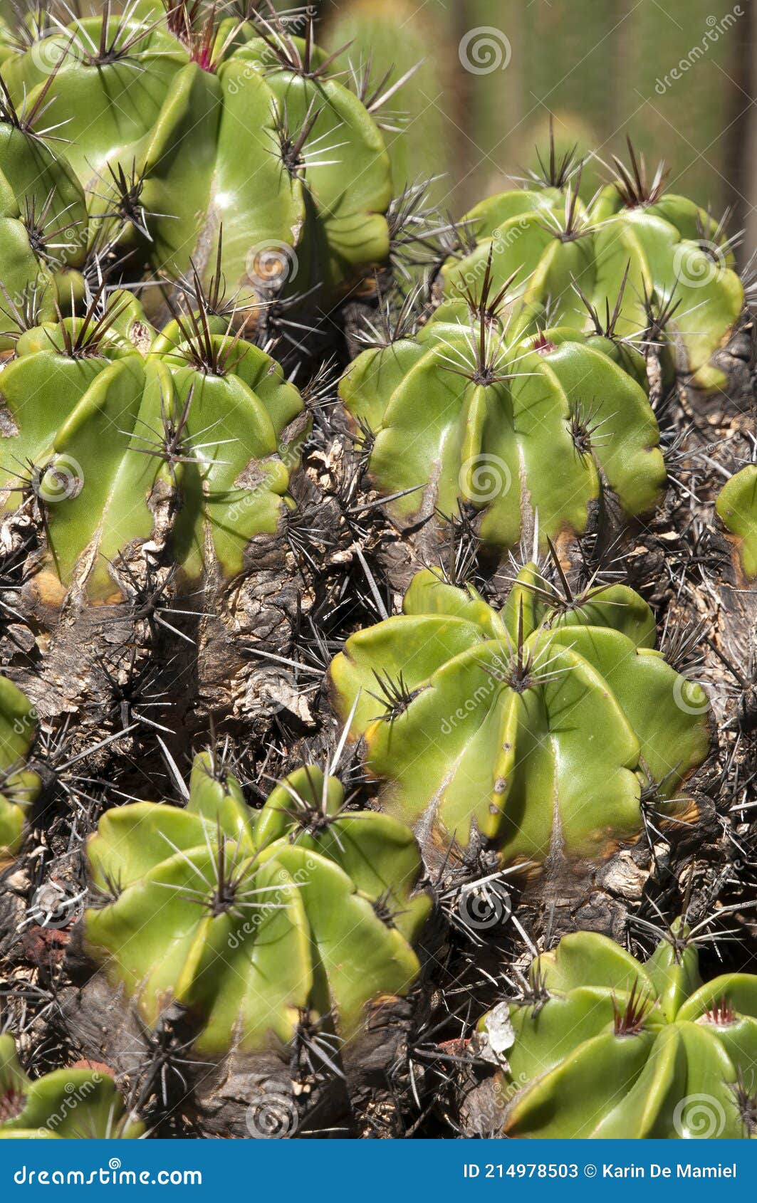 Close-up of a Ferocactus Robustus a Native of Southern Mexico Stock ...