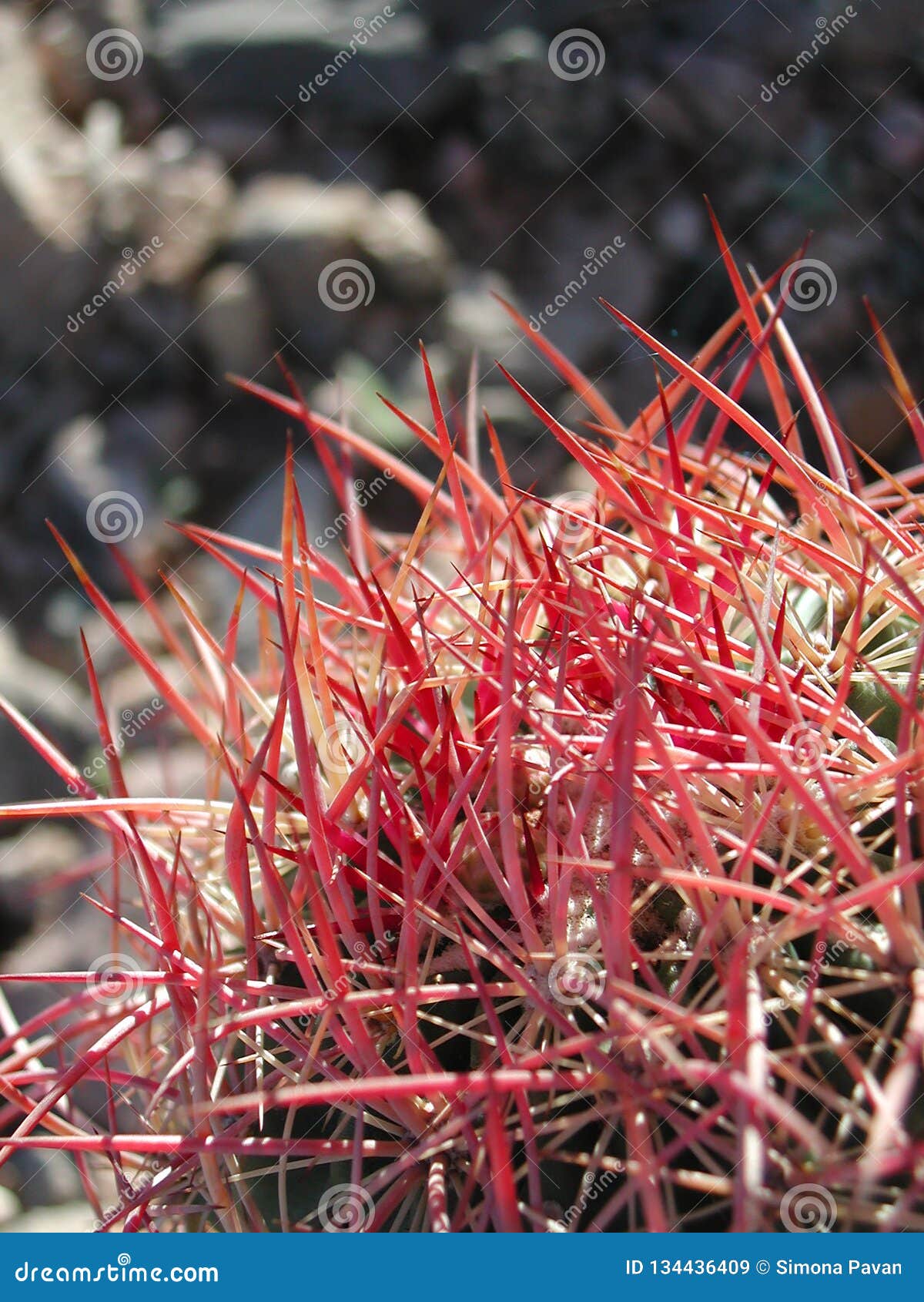 Ferocactus Wislizeni in the Desert Stock Image - Image of states ...