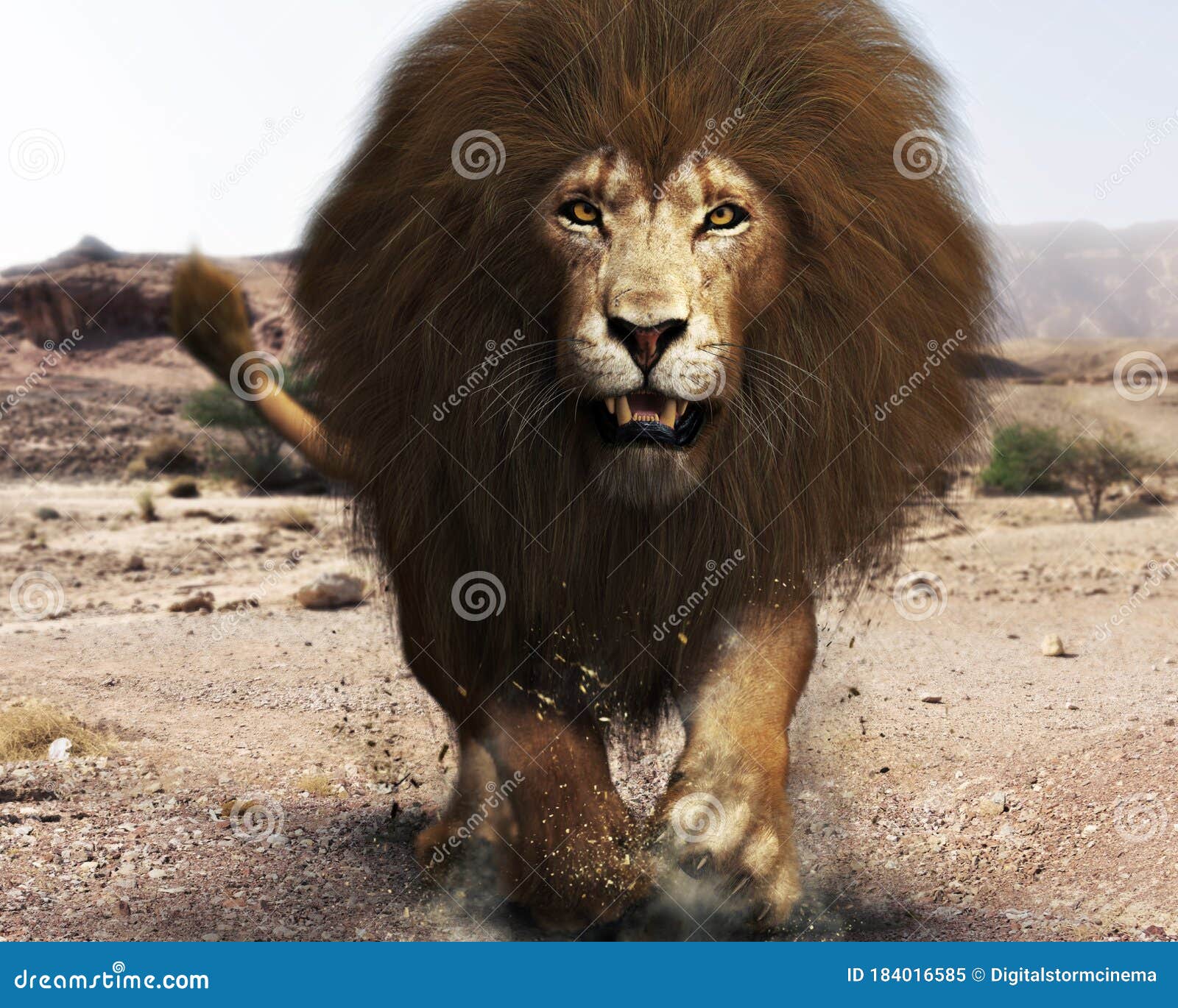 A Ferocious Angry Lion, Lord of the Jungle ,closing in on Its Target ...
